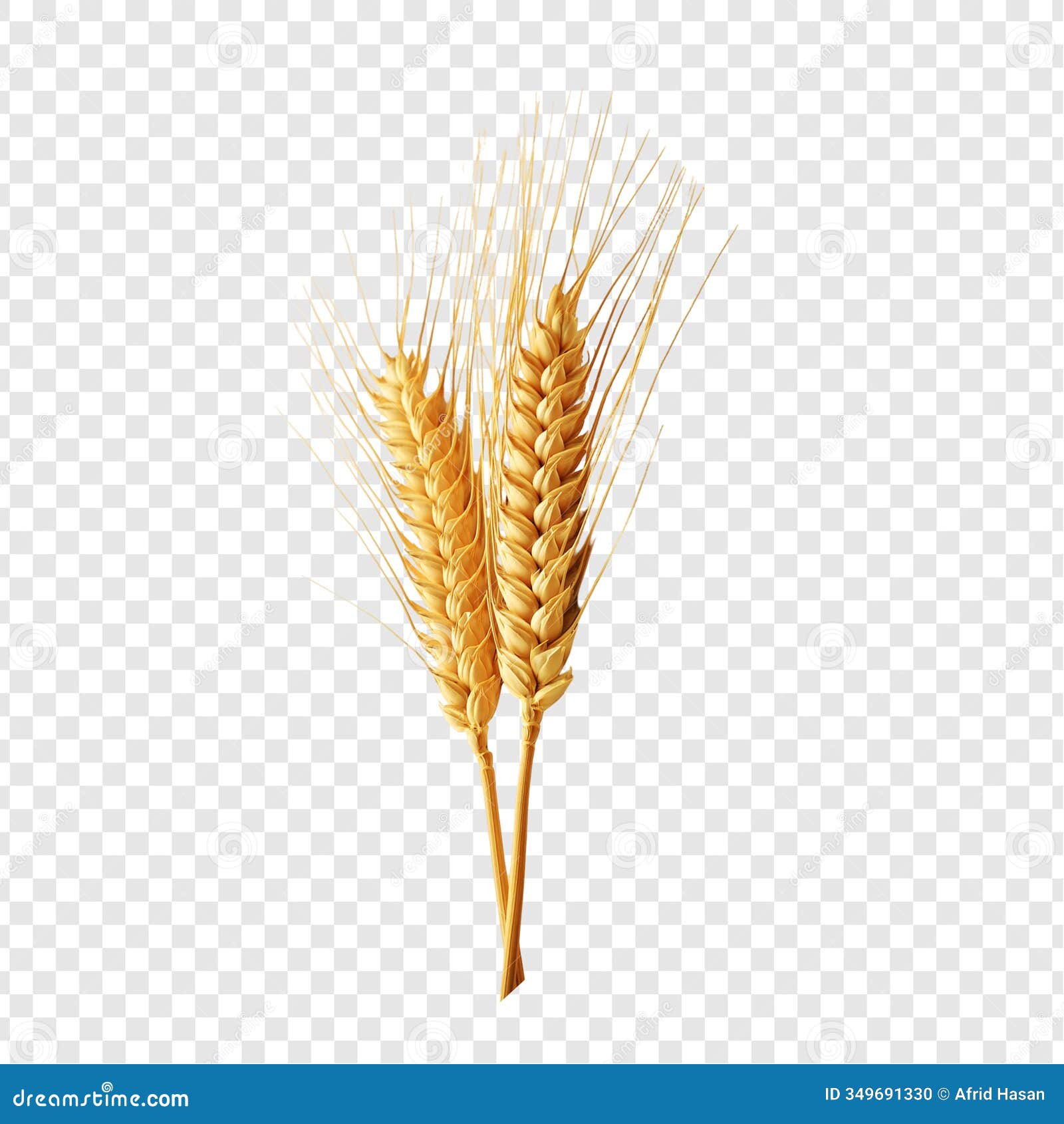 Two Realistic Wheat Branch on Transparent Background Stock Illustration ...