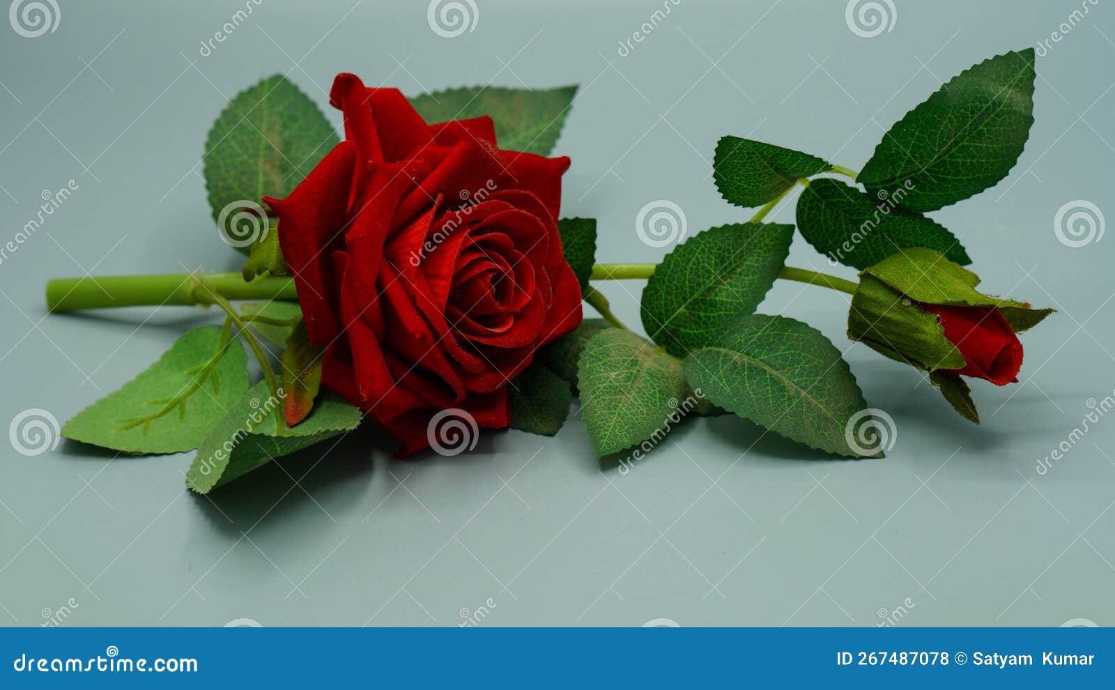 Two Red Adorable Bloomed and Closed Rose Stock Photo - Image of bouquet ...