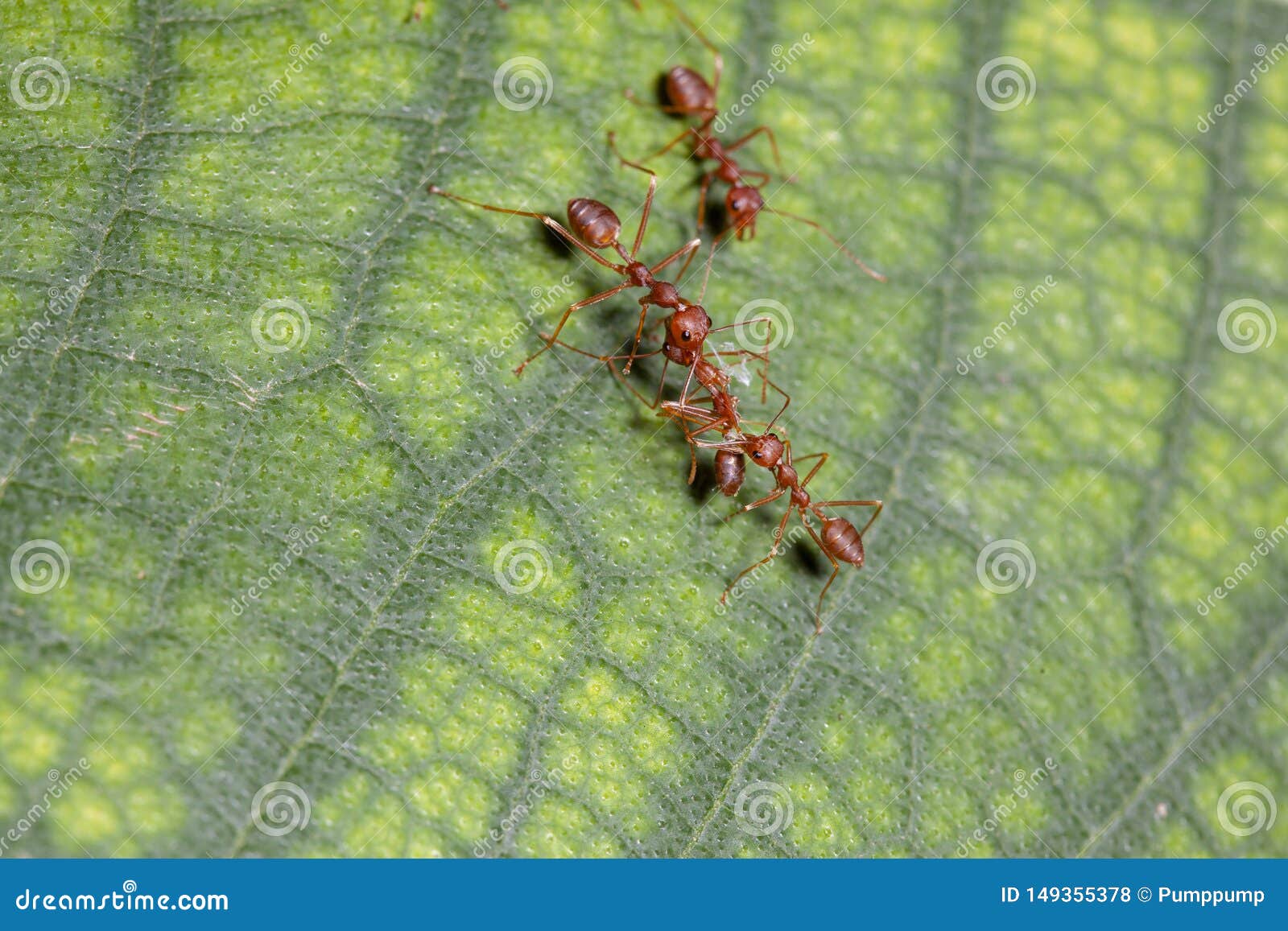 Two Red Ant Attack Red Ant for Food Stock Photo - Image of side, single ...