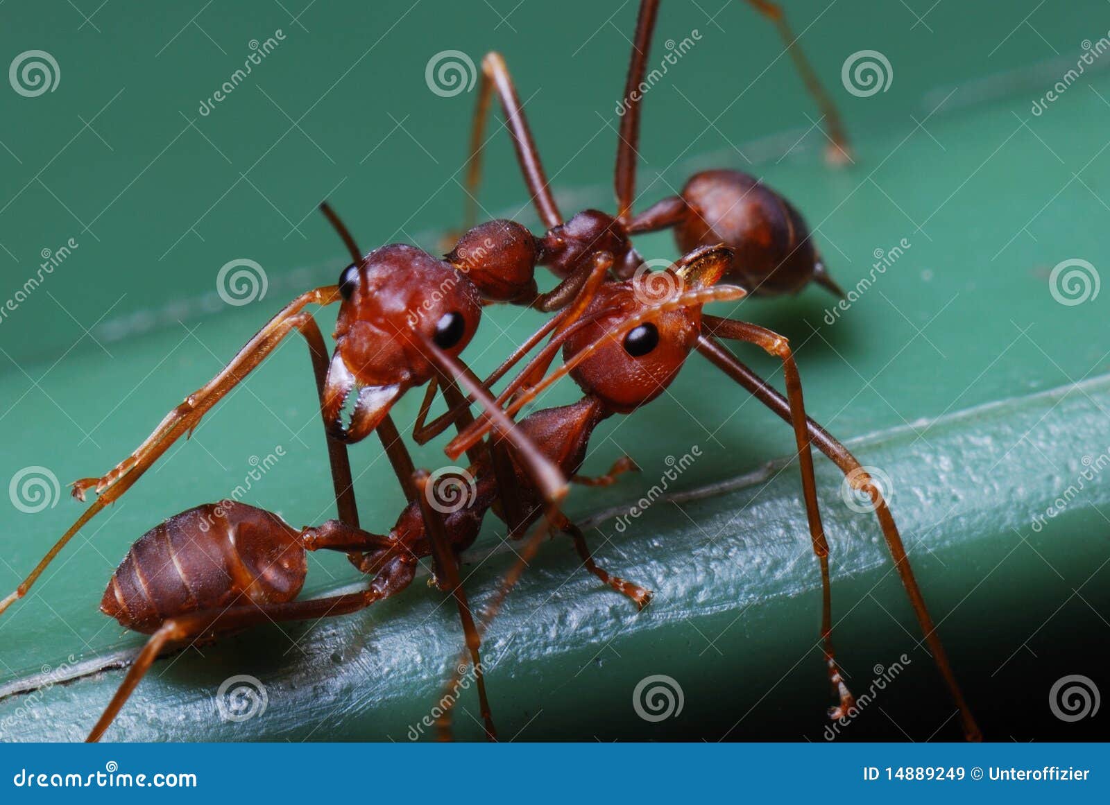 Two Red Ants stock image. Image of hairy, details, biology - 14889249