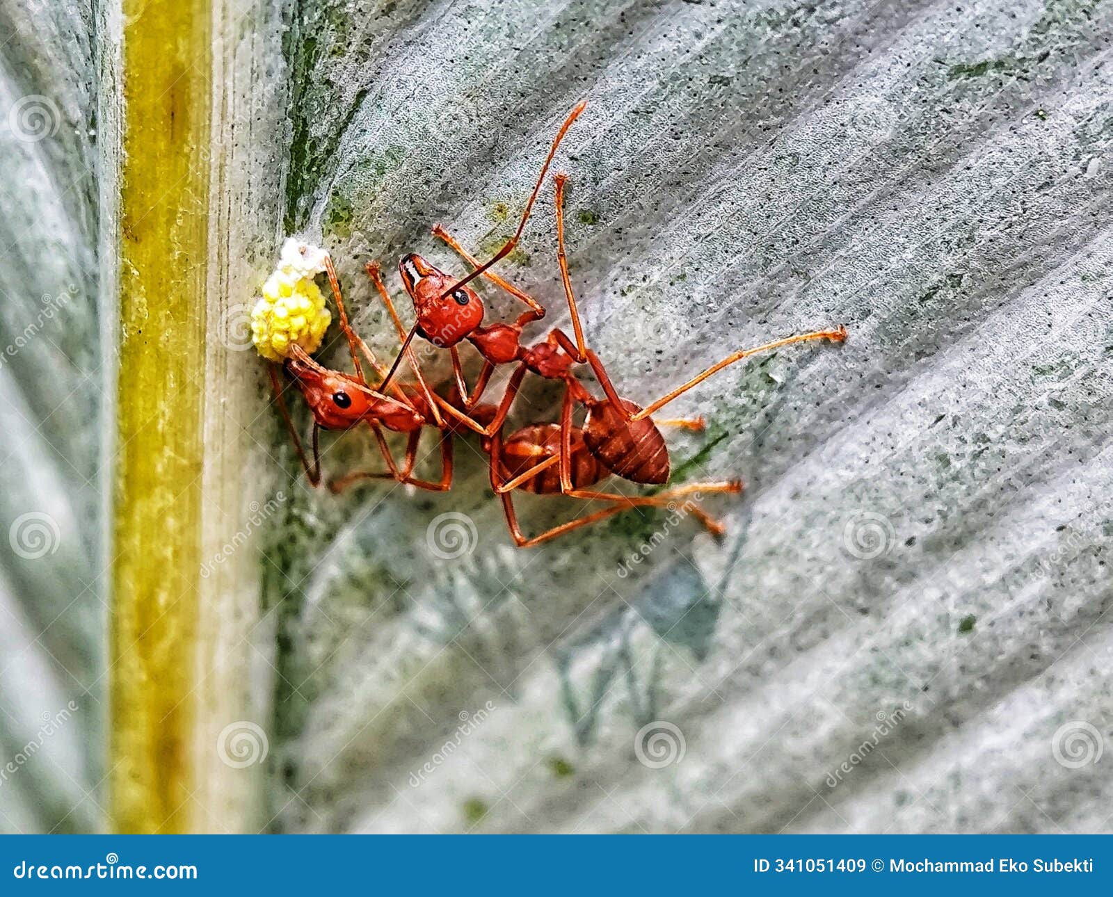 Two Red Ants are Fighting for Over Food Stock Image - Image of food ...