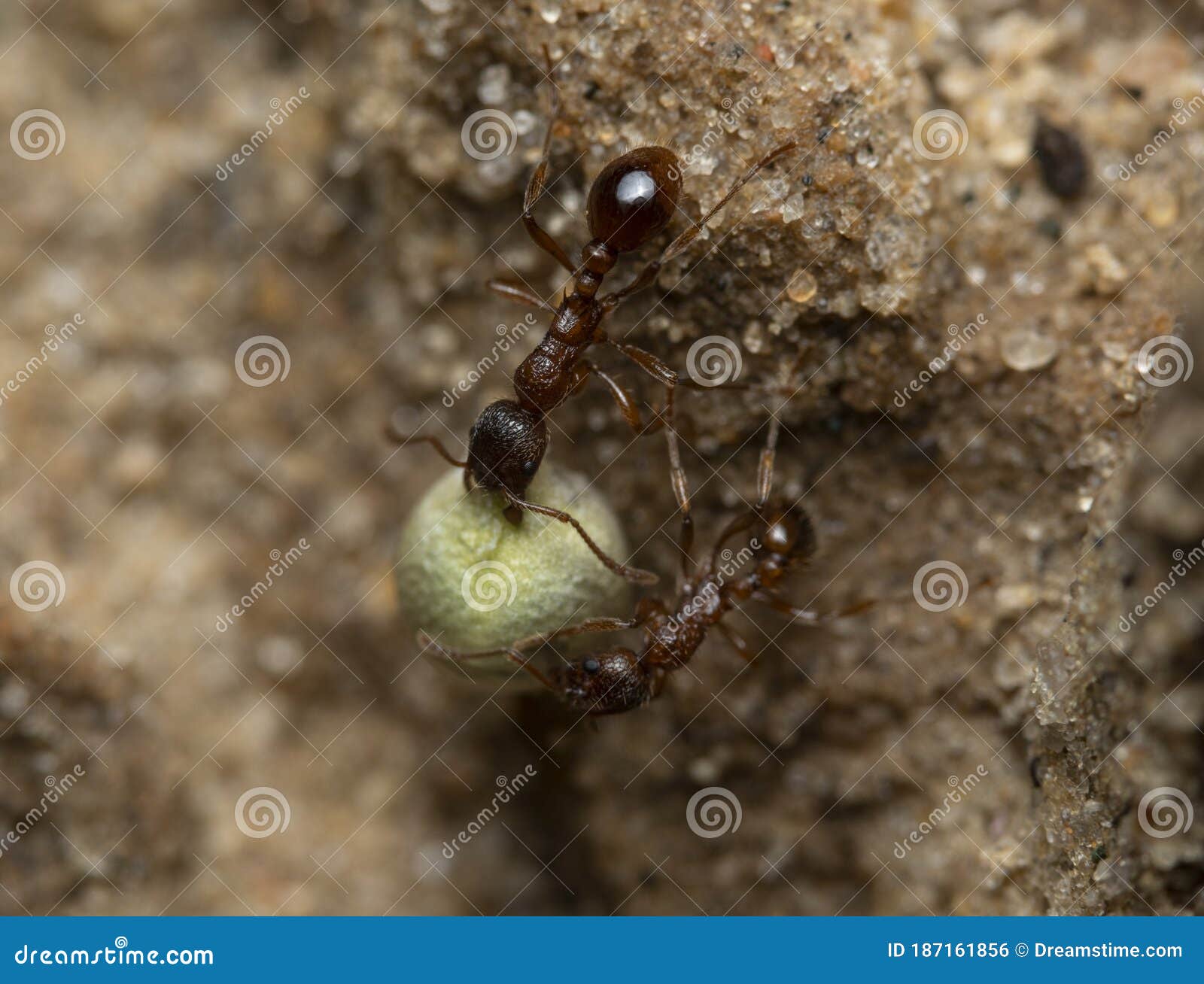 Two Red Ants Helping Each Other Carry a Grain Stock Photo - Image of ...