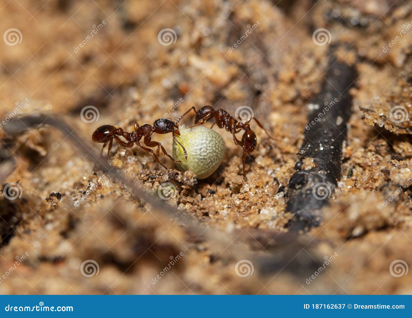 Two Red Ants Helping Each Other Carry a Grain Stock Image - Image of ...