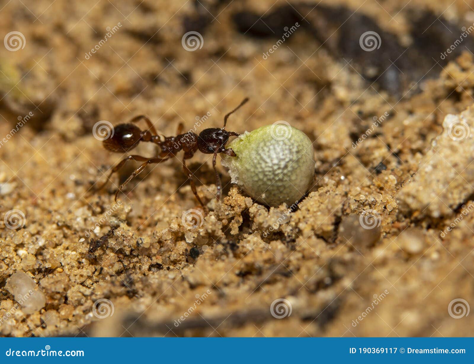 Two Red Ants Helping Each Other Carry a Grain Stock Image - Image of ...