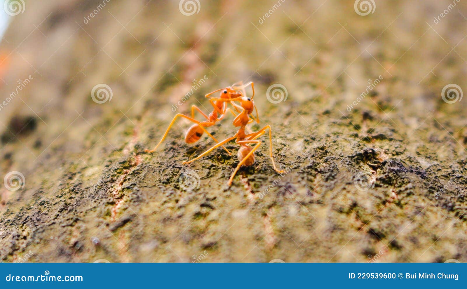 Two Red Ants are Kissing - a Romantic Scene Stock Photo - Image of ...