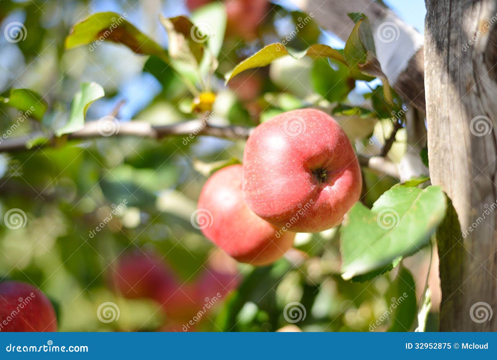 Two Red Apples on Apple Tree Stock Image - Image of agriculture, apple ...