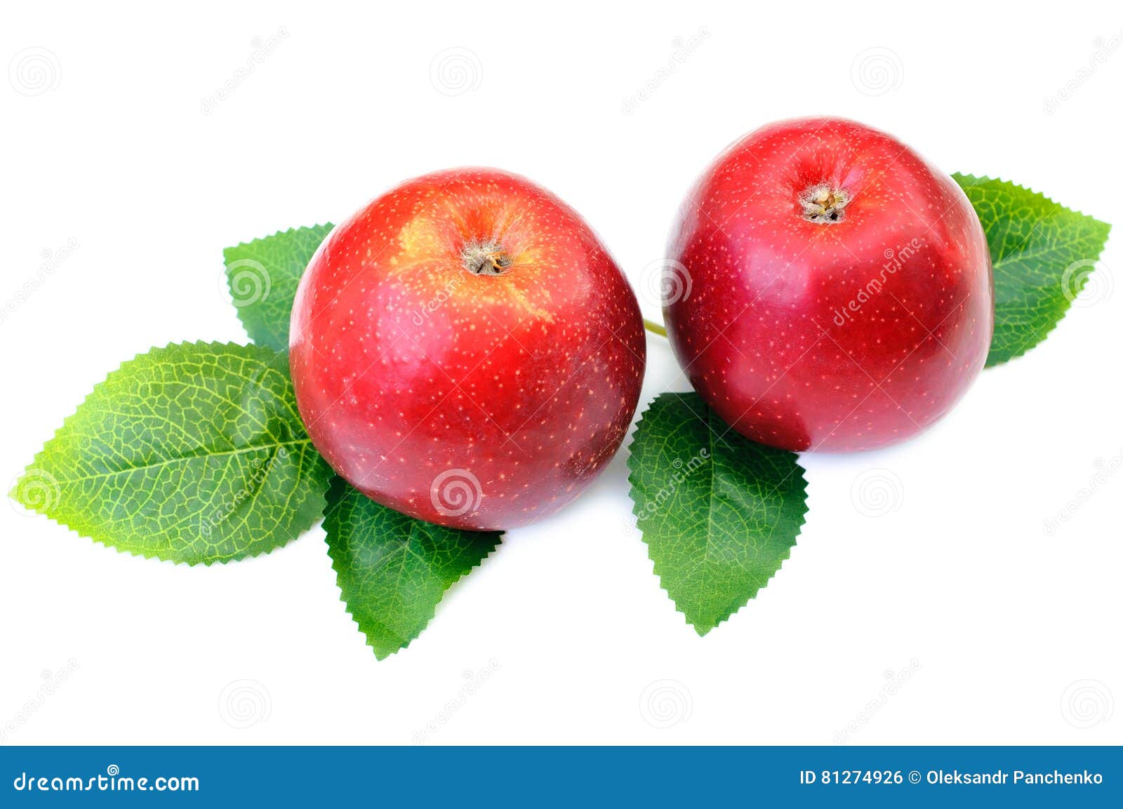 Two red apples with leaf stock photo. Image of fruit - 81274926