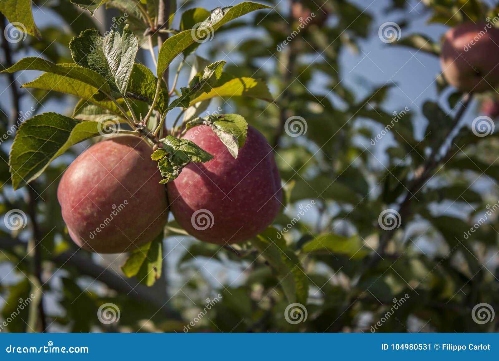Two red apples and leaves stock image. Image of life - 104980531