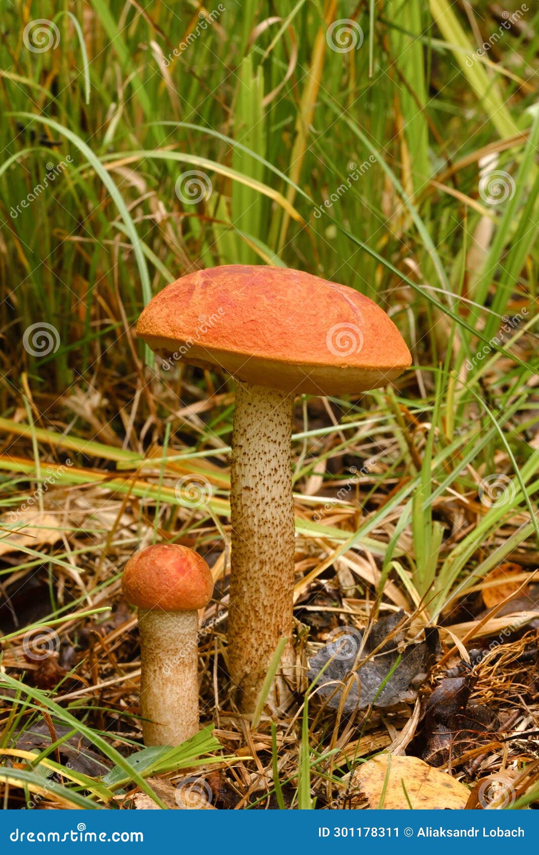 Two Red Aspen Trees Grow in the Forest. Mushrooms in the Forest Stock ...