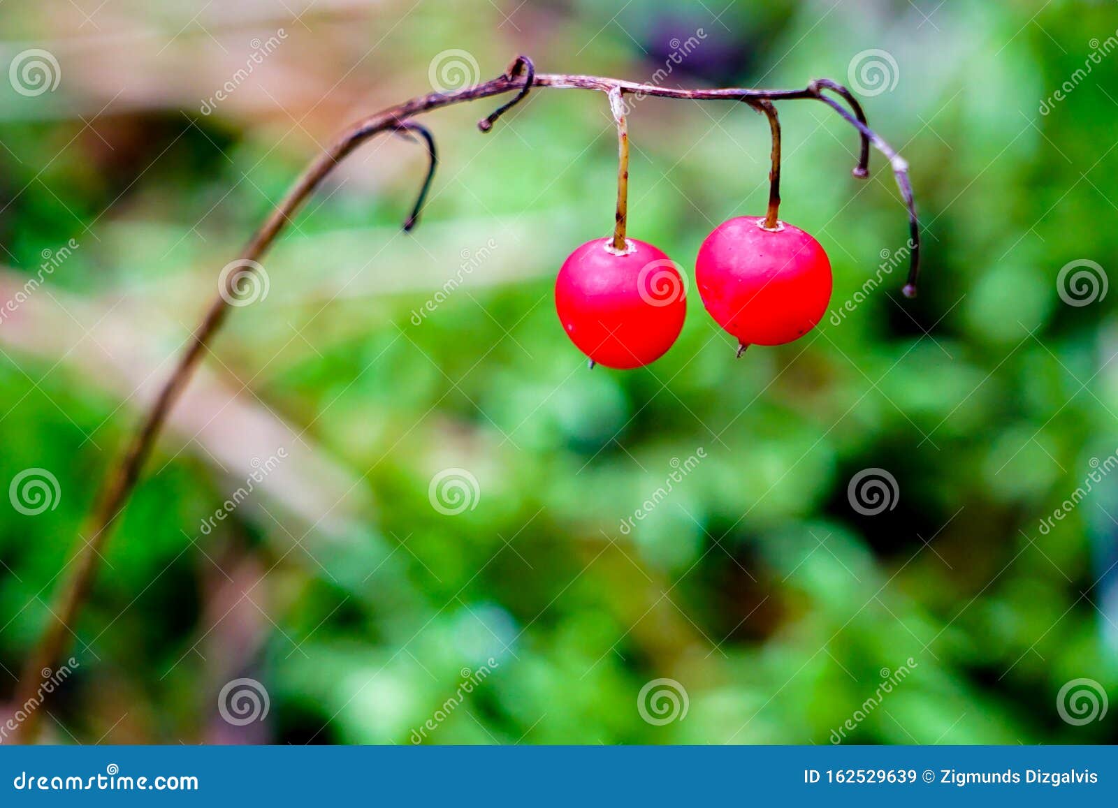 Two Red Berries Hanging on a Branch on a Green Background Stock Image ...