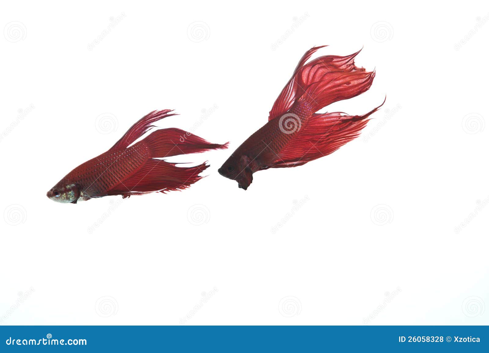Two Red Betta Fish Go To Fight Stock Photo - Image of fighting, angry ...