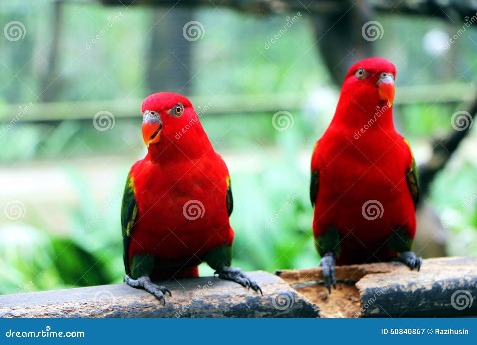 Two Red Birds Standing on Wood Stock Image - Image of bird, vivid: 60840867