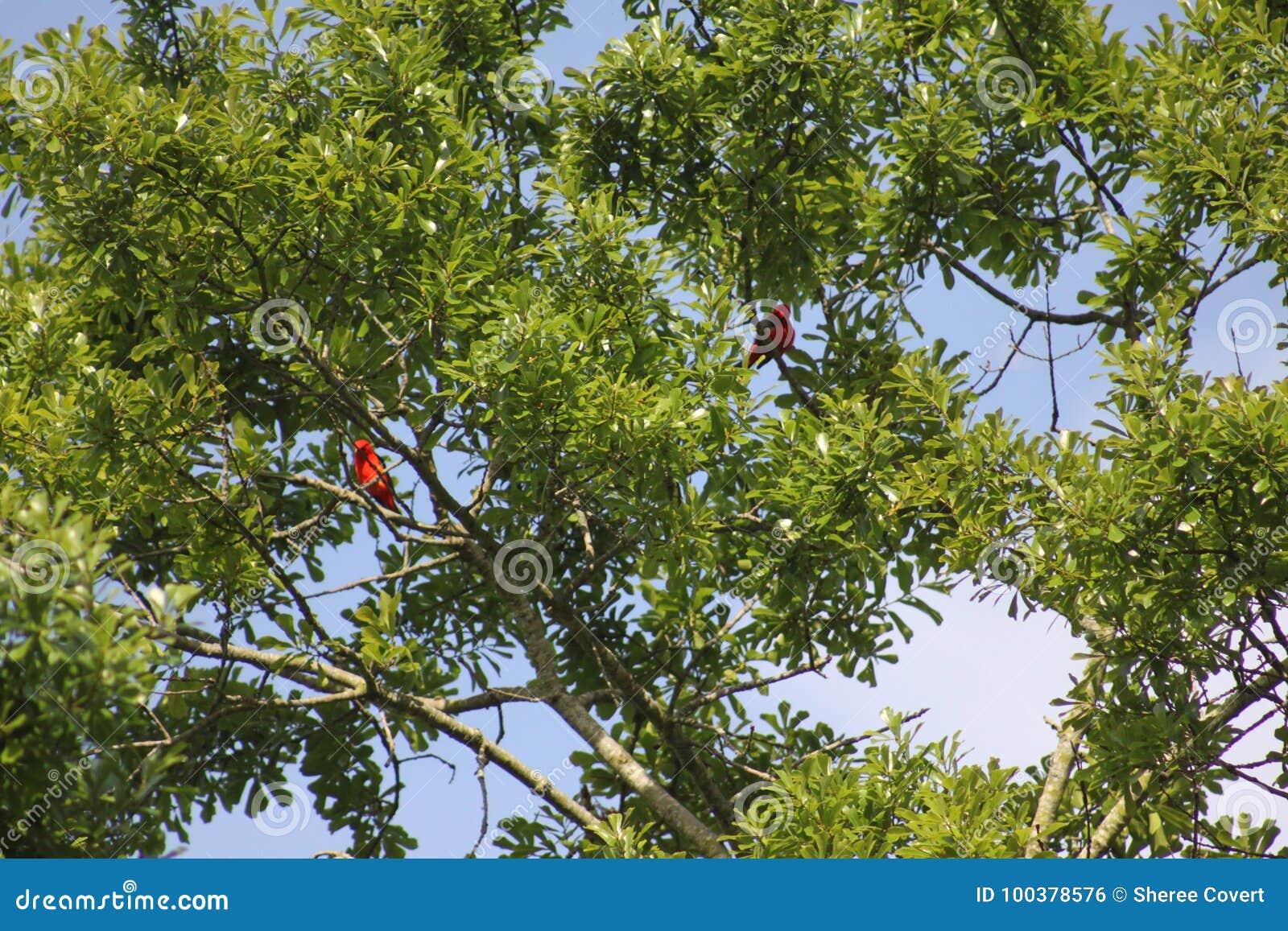 Two red birds in a tree stock photo. Image of tree, birds - 100378576
