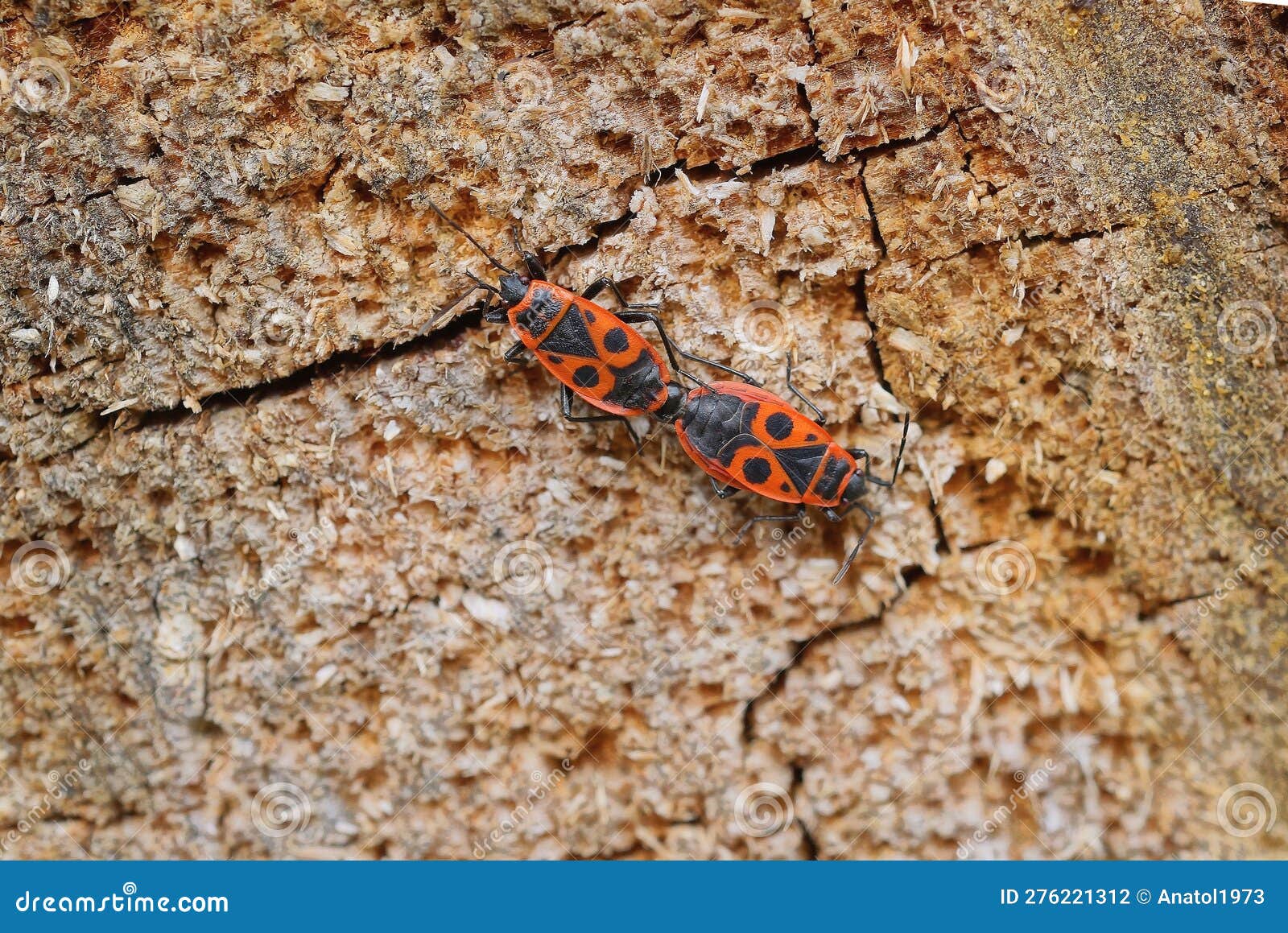 Two Red Black Small Beetles Mate on a Brown Tree Stock Photo - Image of ...