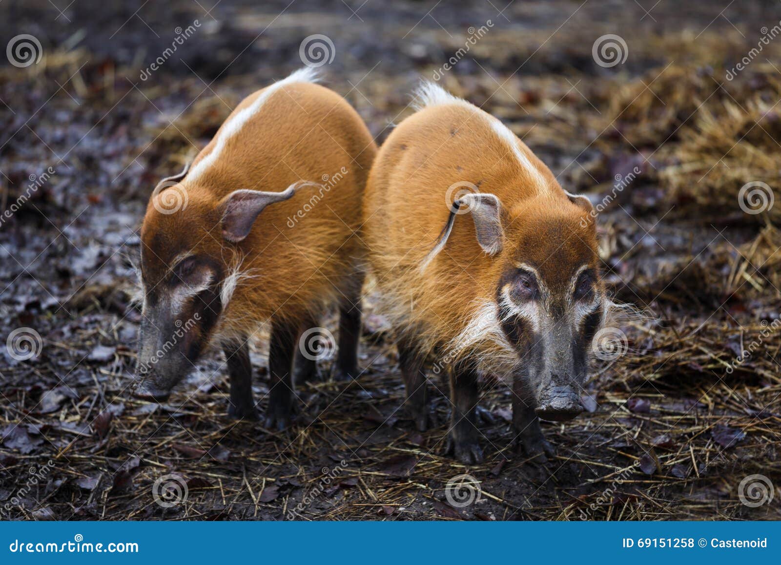 Two red boars stock photo. Image of standing, cute, wildlife - 69151258