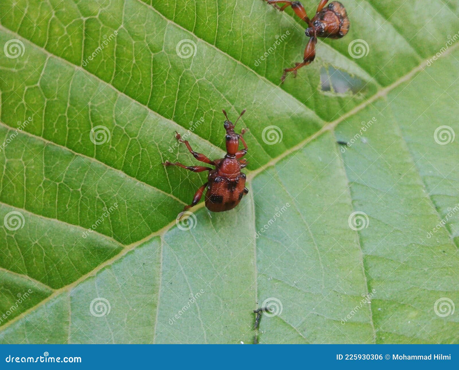 Two Red-brown Beetle on Guava Leaves Stock Photo - Image of beetle ...