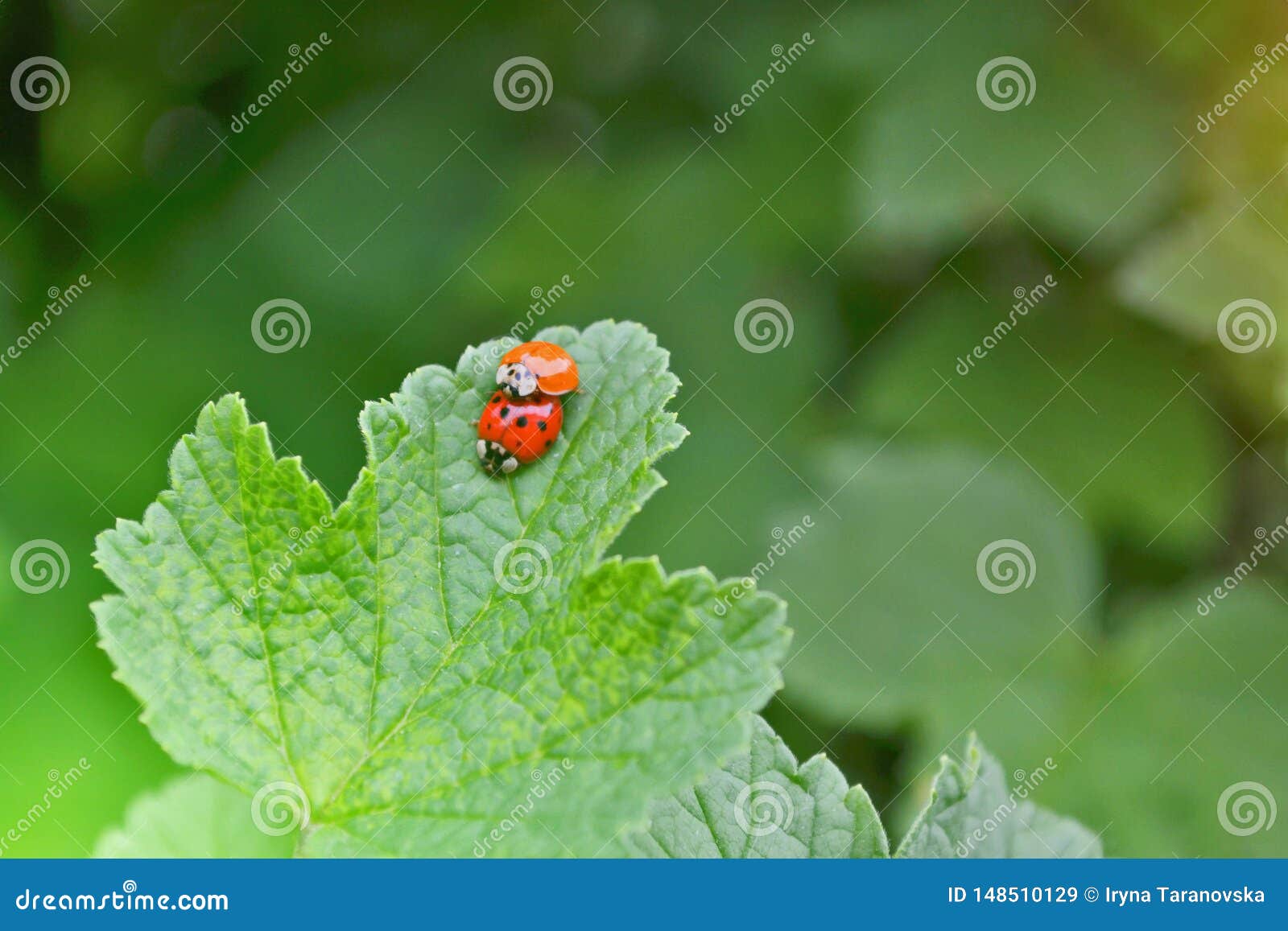 Two Red Bug is Mating on a Leaf of a Currant Bush, One of Them Orange ...