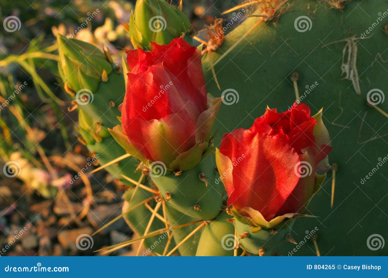 Two red cactus flowers stock image. Image of waxy, arid - 804265