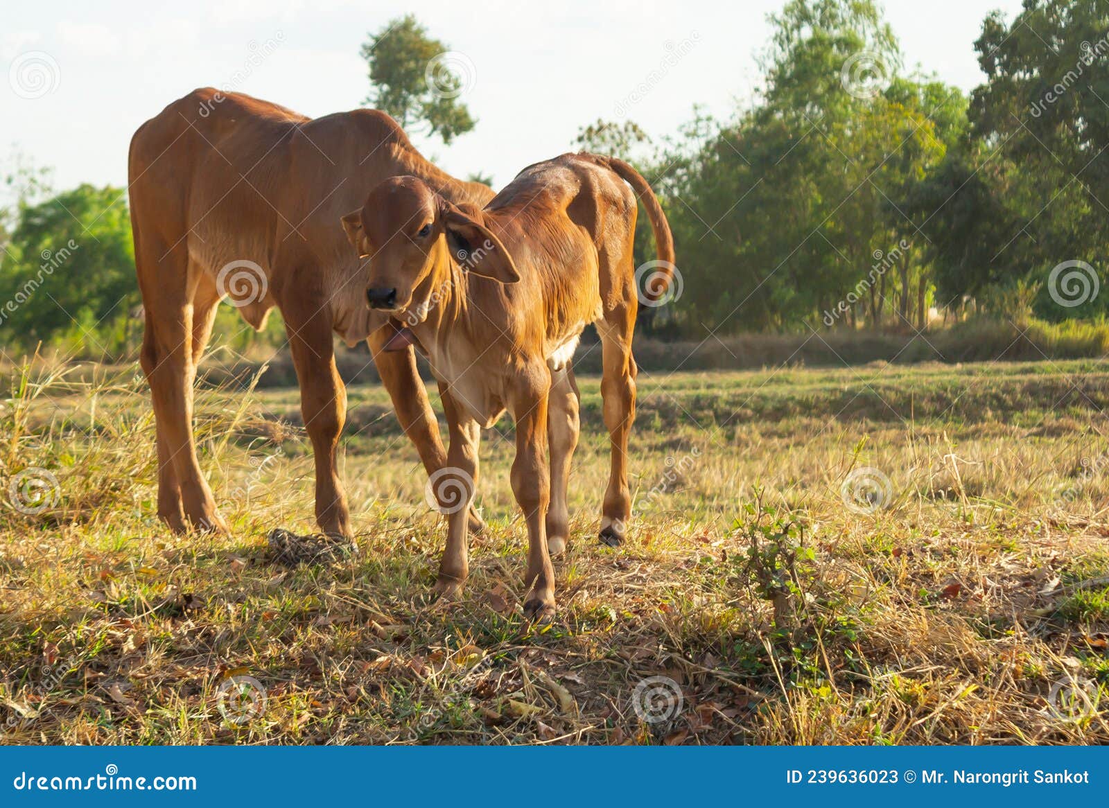 Red calf stock image. Image of cowshed, black, farm - 239636023