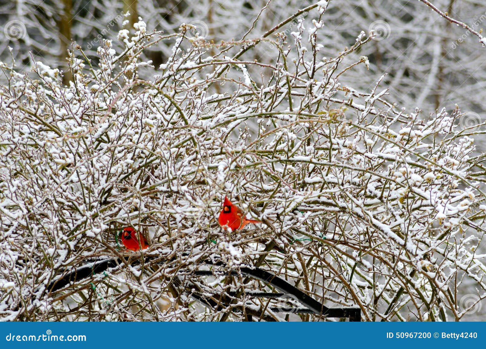 Two Red Cardinals on a Snowy Bush. Stock Photo - Image of birdwatching ...