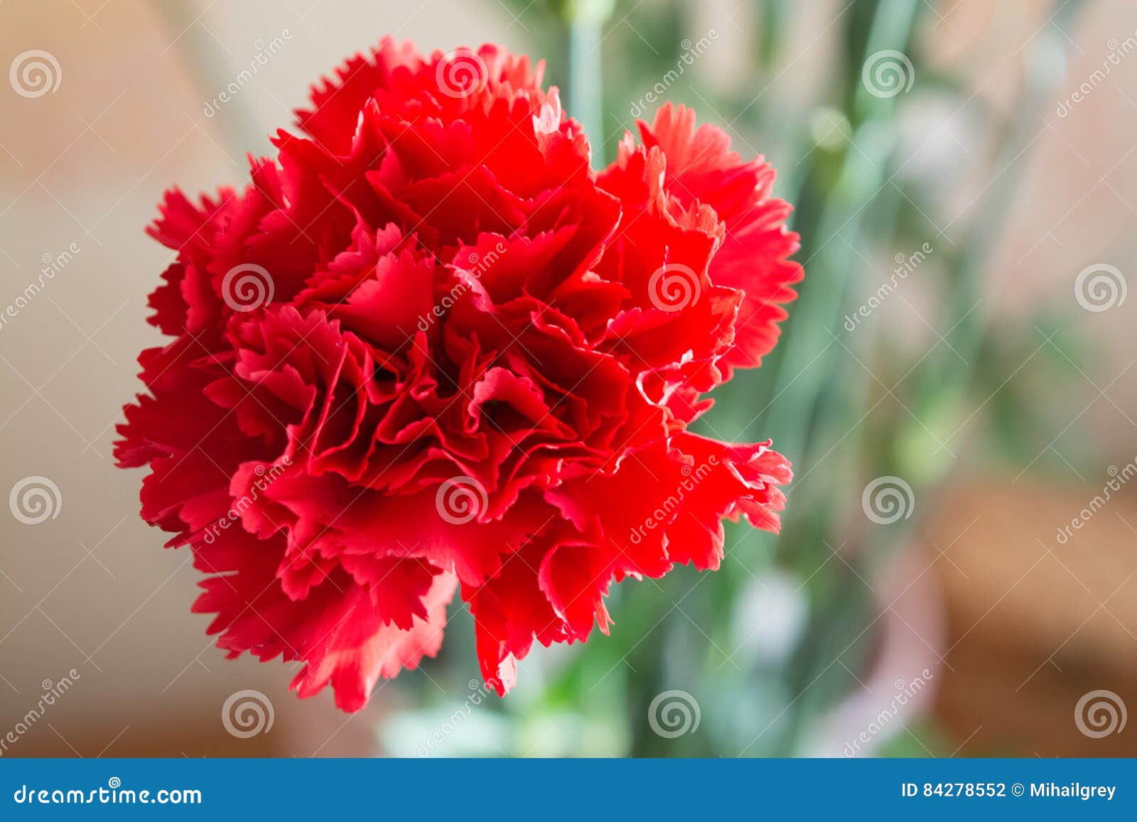 Two red carnation. stock photo. Image of elegant, flower - 84278552