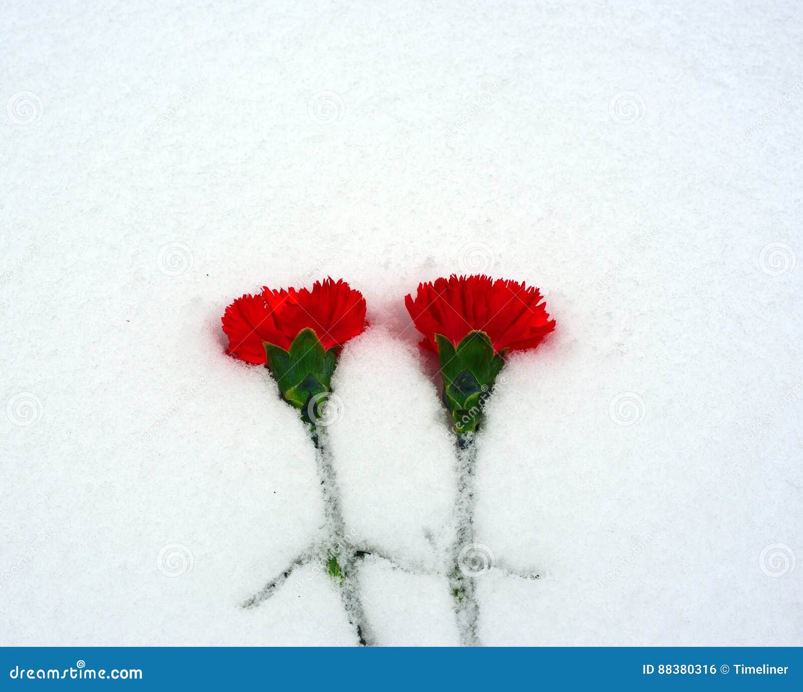 Two Red Carnation Flowers on the Snow Stock Photo - Image of grief ...