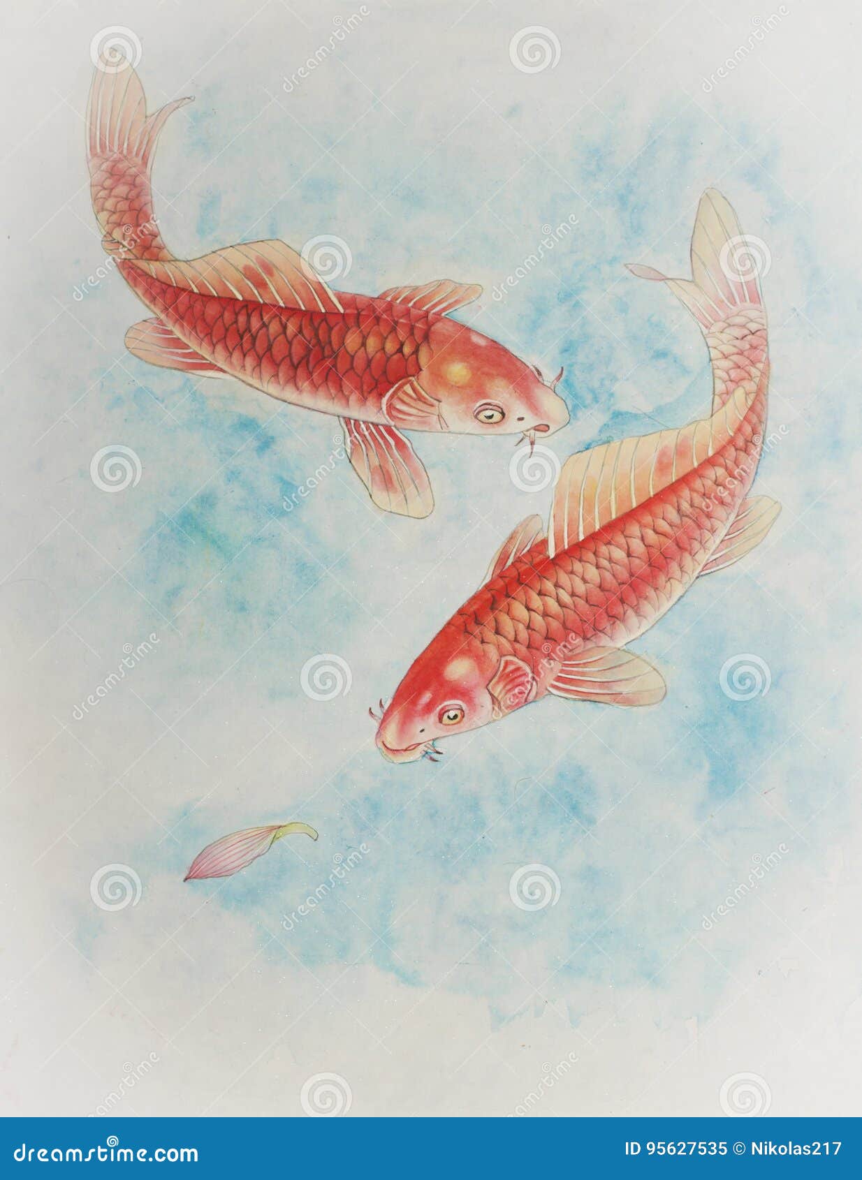 Two red carp in water stock illustration. Illustration of carp - 95627535