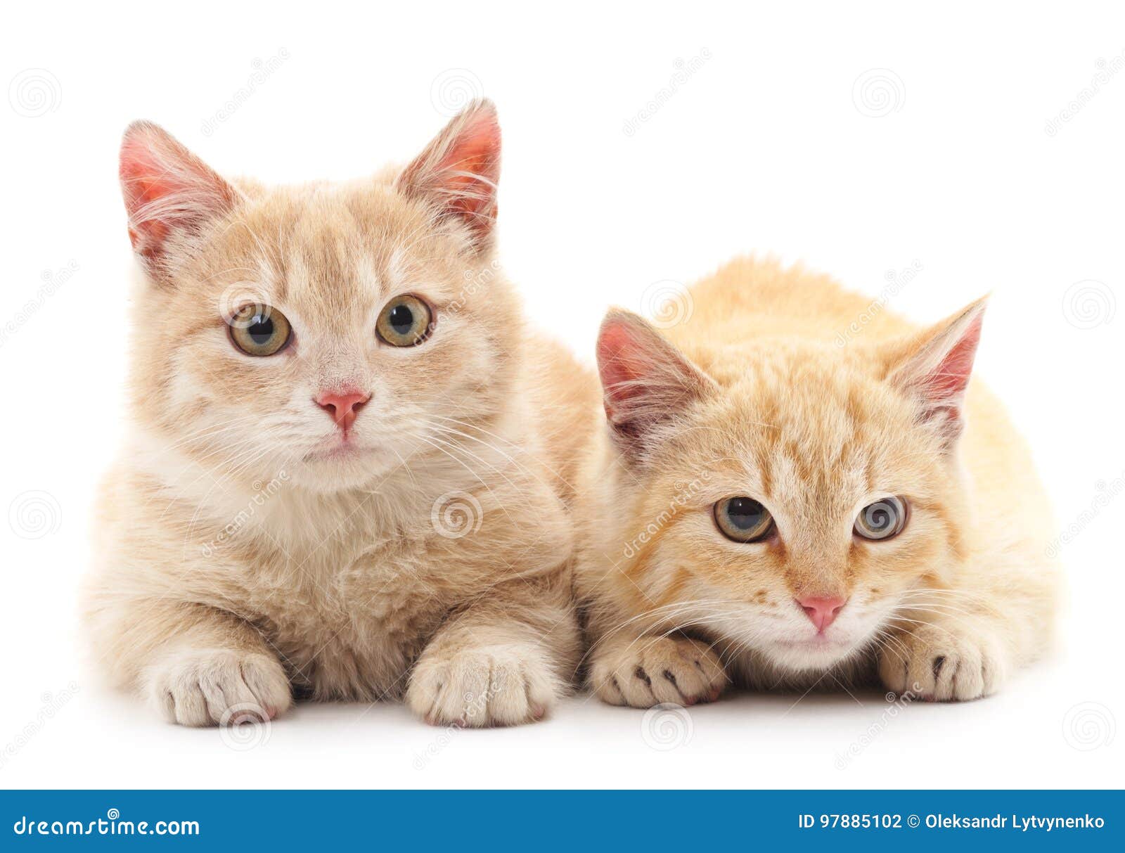 Two red cats. stock photo. Image of white, playful, domestic - 97885102