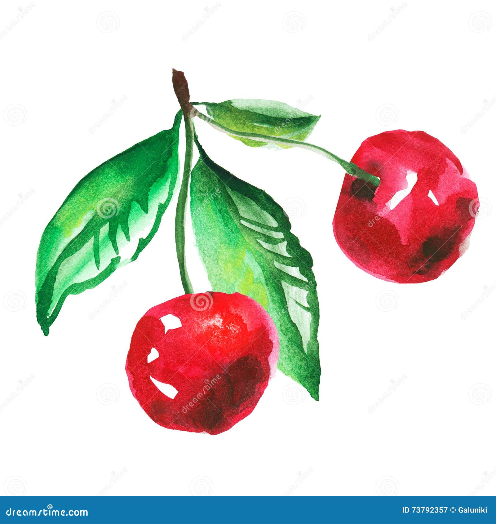 Two Red Cherry Illustration. Stock Illustration - Illustration of farm ...