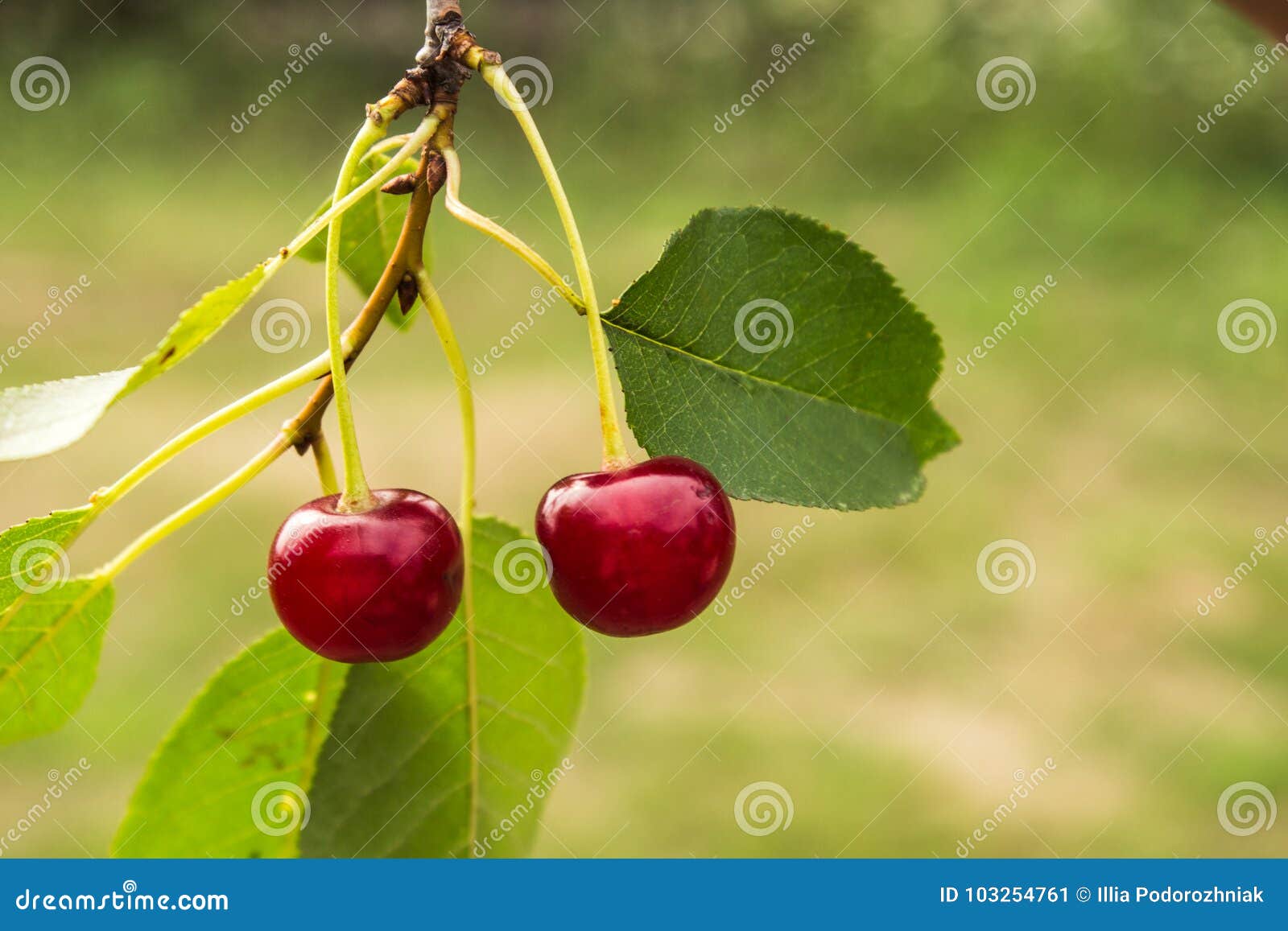 Two Red Cherry on a Tree in the Garden Stock Image - Image of group ...