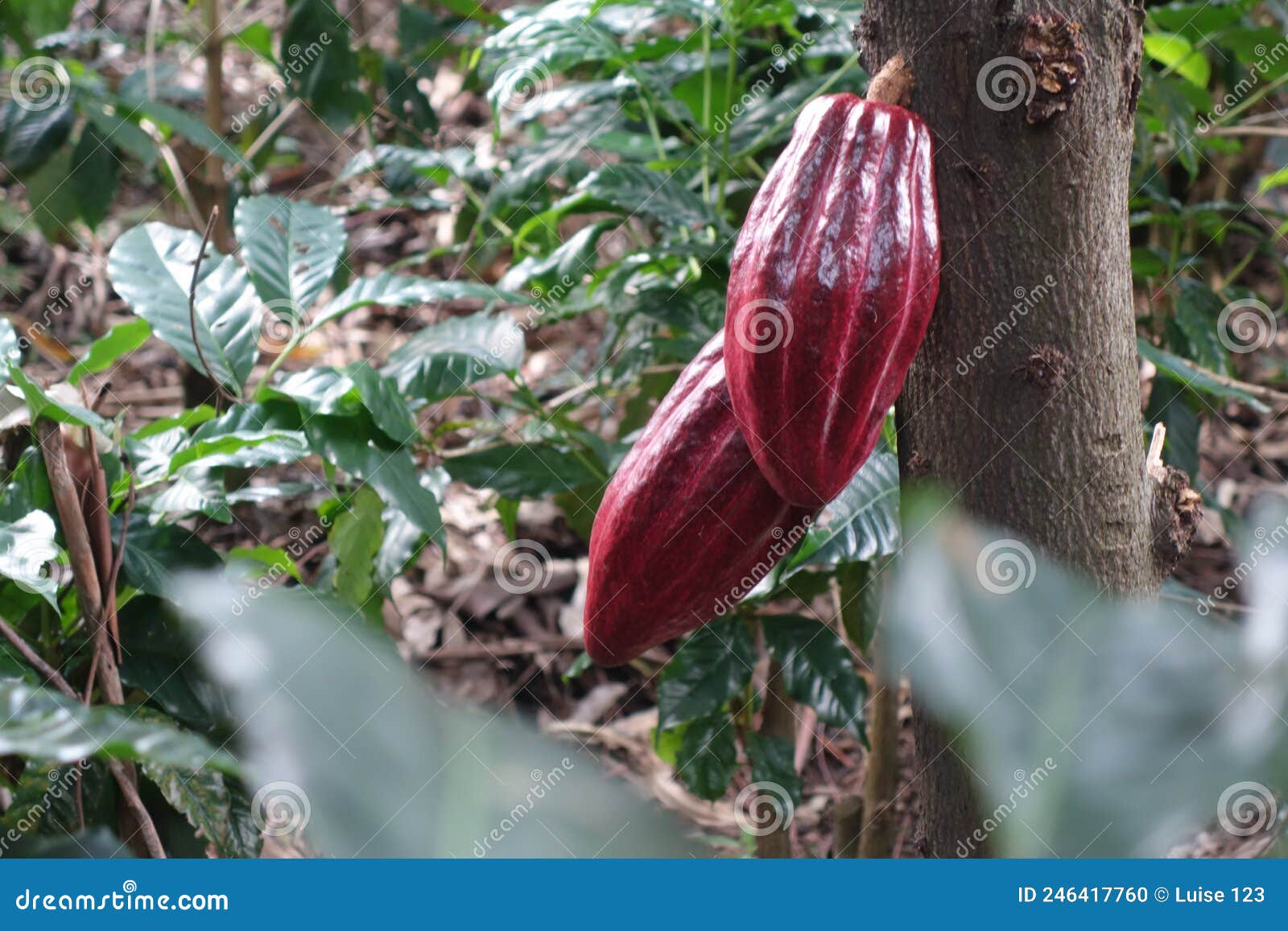 Two Red Cocoa Beans on the Tree Stock Photo - Image of growth, beans ...