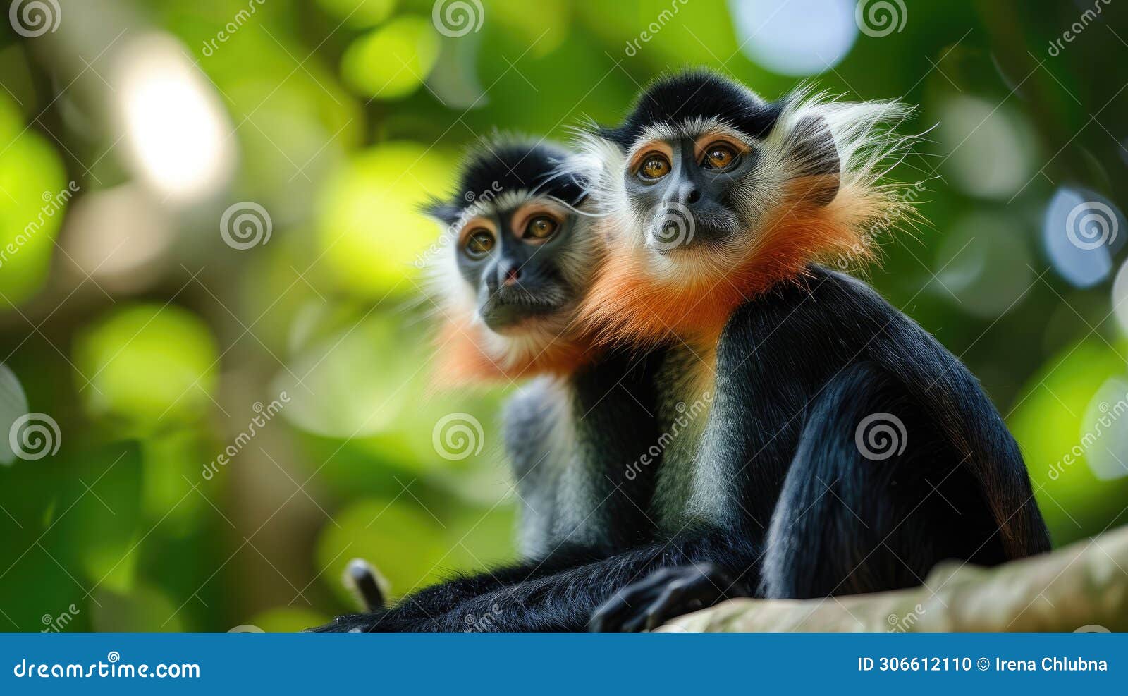 Two Red Colobuses (Procolobus Badius Kirkii) Sitting Stock Illustration ...