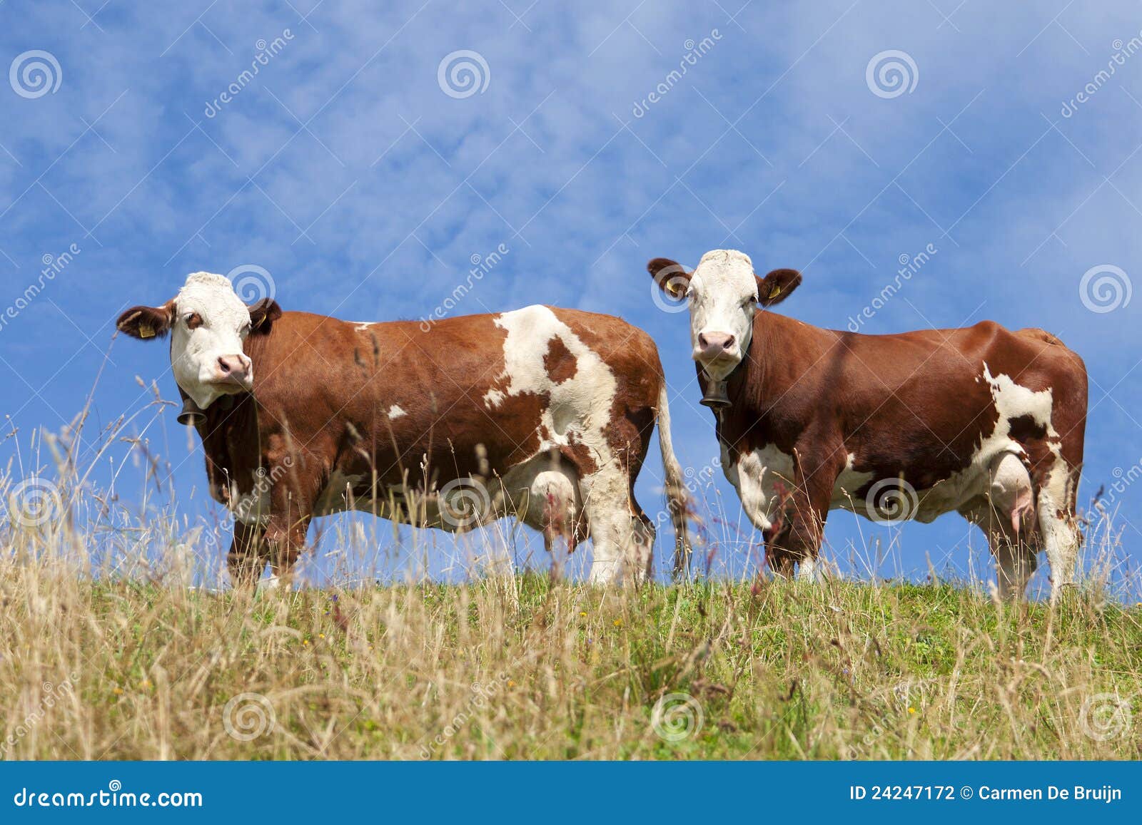 Two red cows stock photo. Image of female, brown, milk - 24247172