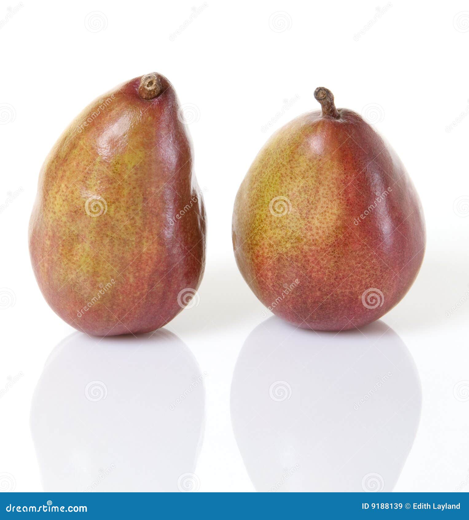 Two Red D Anjou Pears Isolated Stock Image - Image of pears, juicy: 9188139