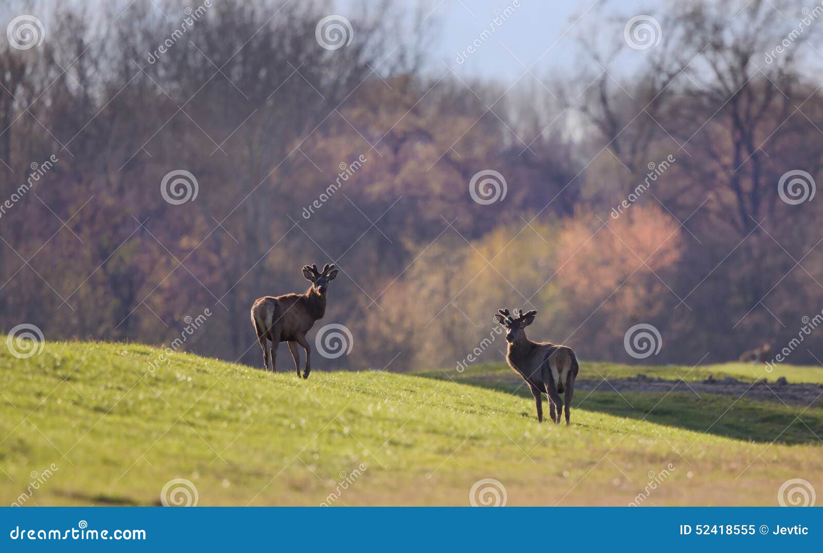 Two Red Deer on Spring Light Stock Image - Image of park, mammal: 52418555