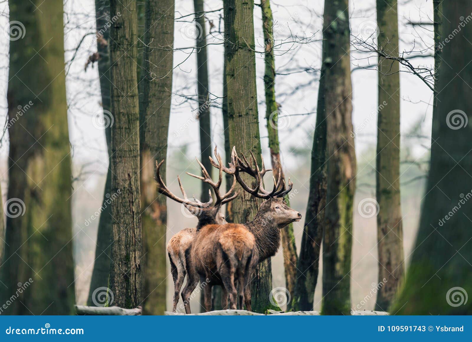 Two Red Deer Stag Cervus Elaphus between Tree Trunks. Stock Image ...