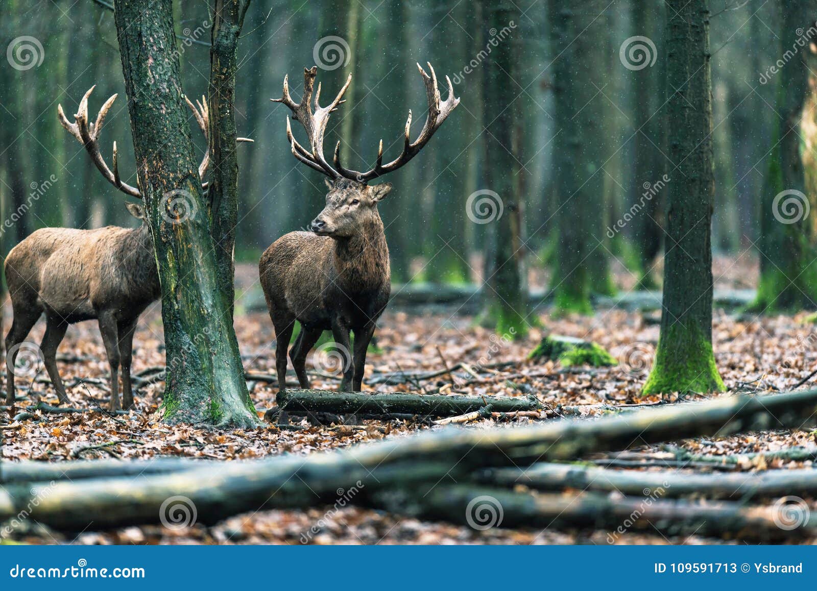 Two Red Deer Stag in Deciduous Forest with Mossy Tree Trunks. Stock ...