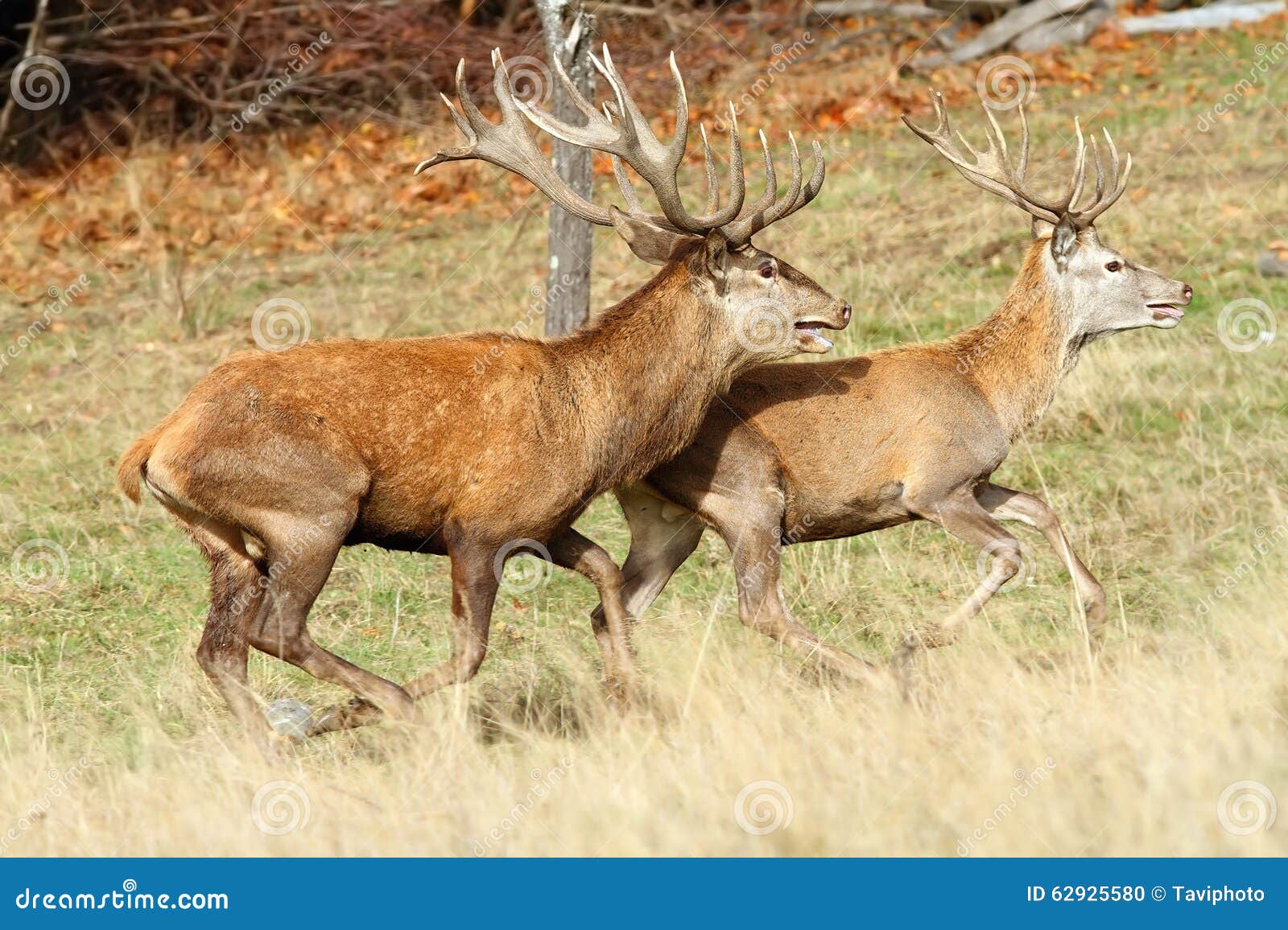 Two red deer stags running stock photo. Image of male - 62925580