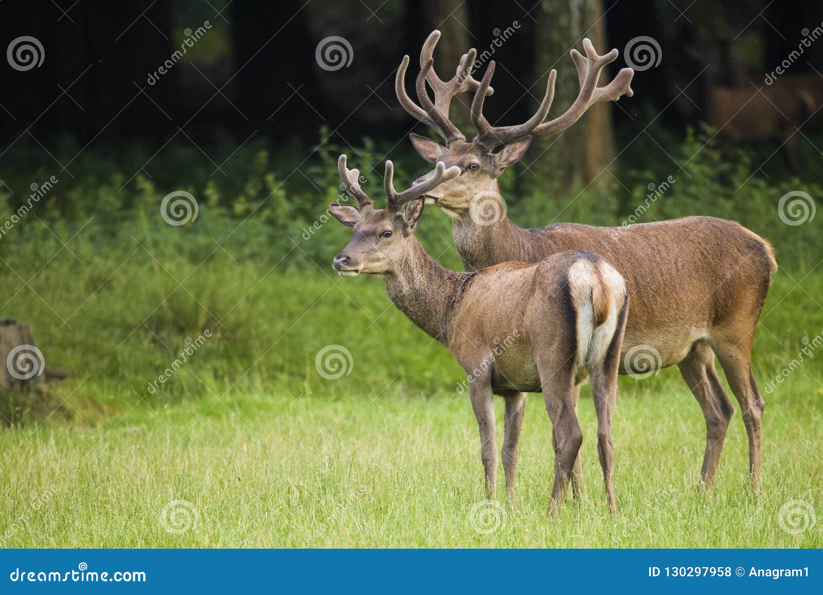 Two Red deers in summer stock photo. Image of antler - 130297958