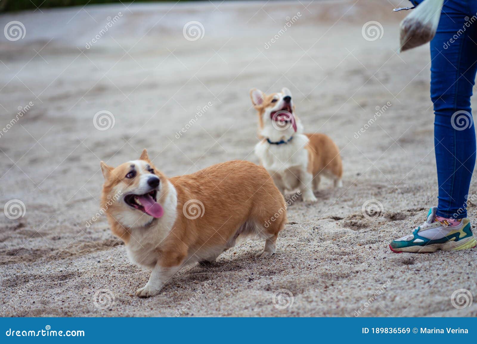 Two Red Dogs Walk in the Sand Stock Image - Image of pair, active ...