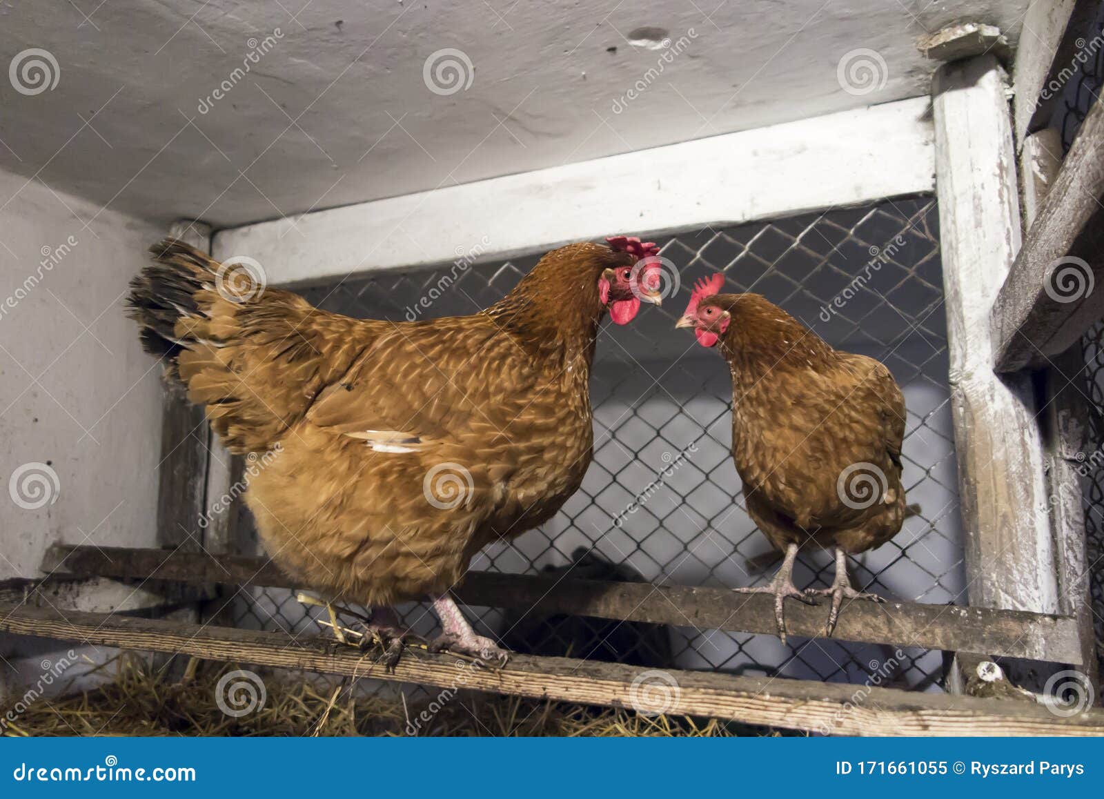 Red Domestic Chickens on the Perch Stock Image - Image of animal ...