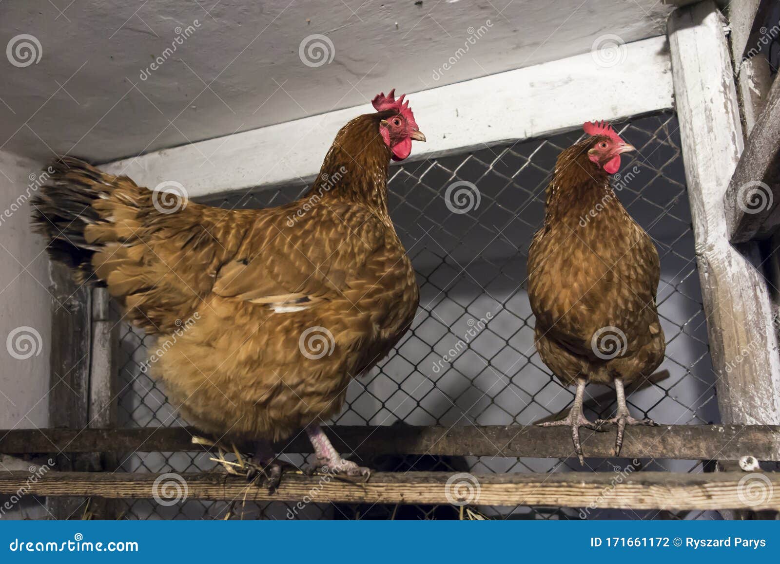 Red Domestic Chickens on the Perch Stock Photo - Image of comb, food ...