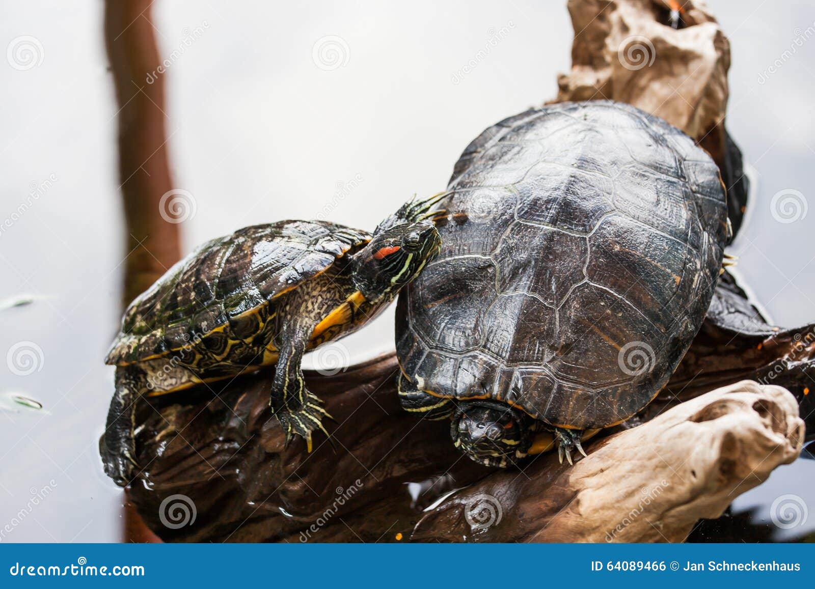 Two Red-eared Slider Turtle Stock Photo - Image of rear, snapping: 64089466