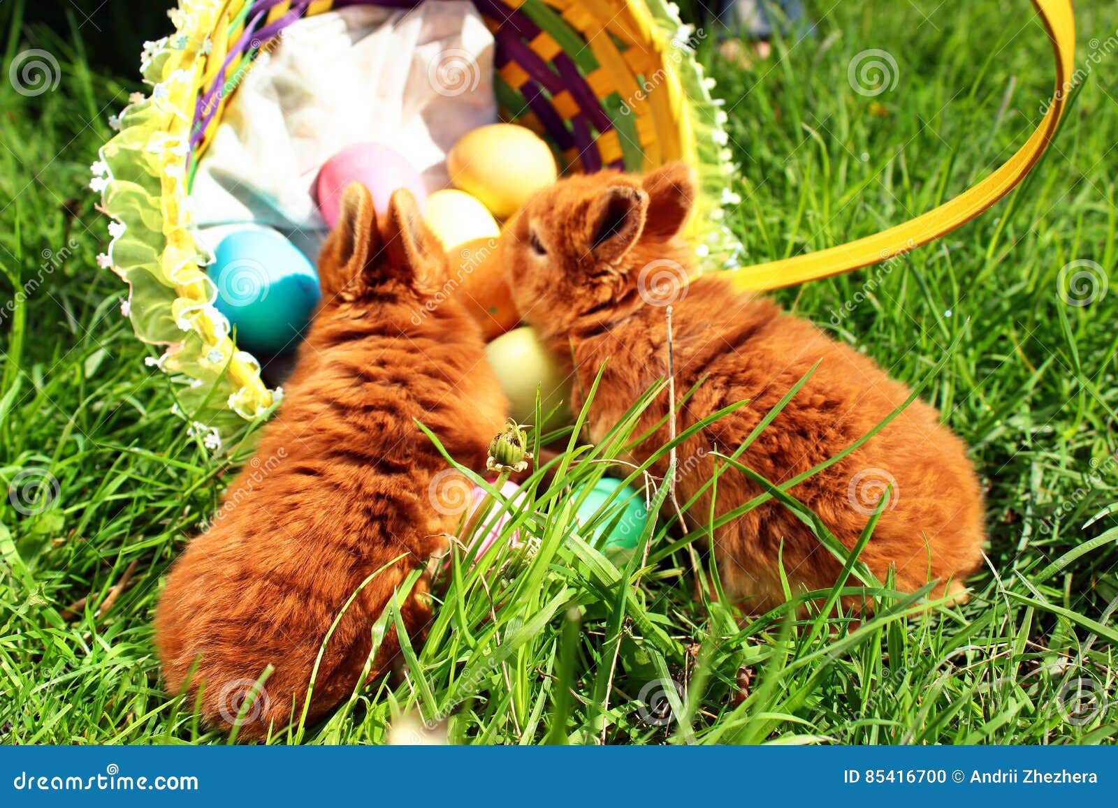 Two Red Easter Bunnies in Green Grass and Toppled Basket with Colorful ...