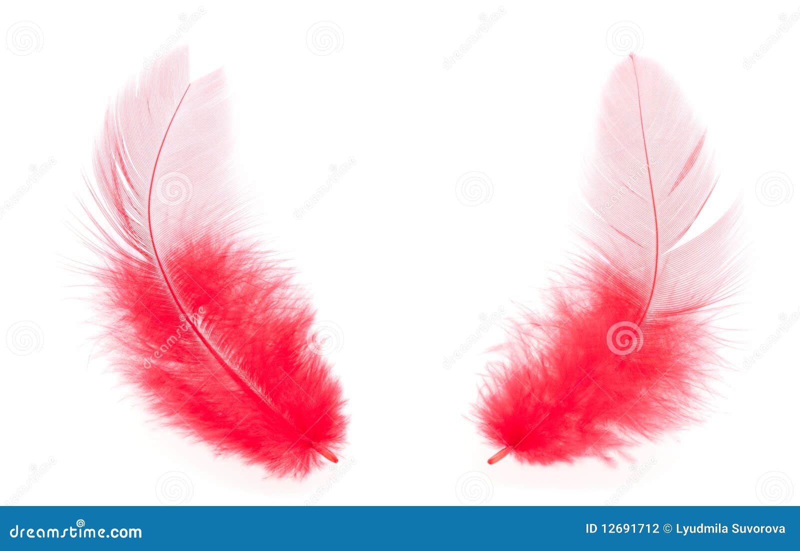 Two red feathers stock photo. Image of gentle, light - 12691712