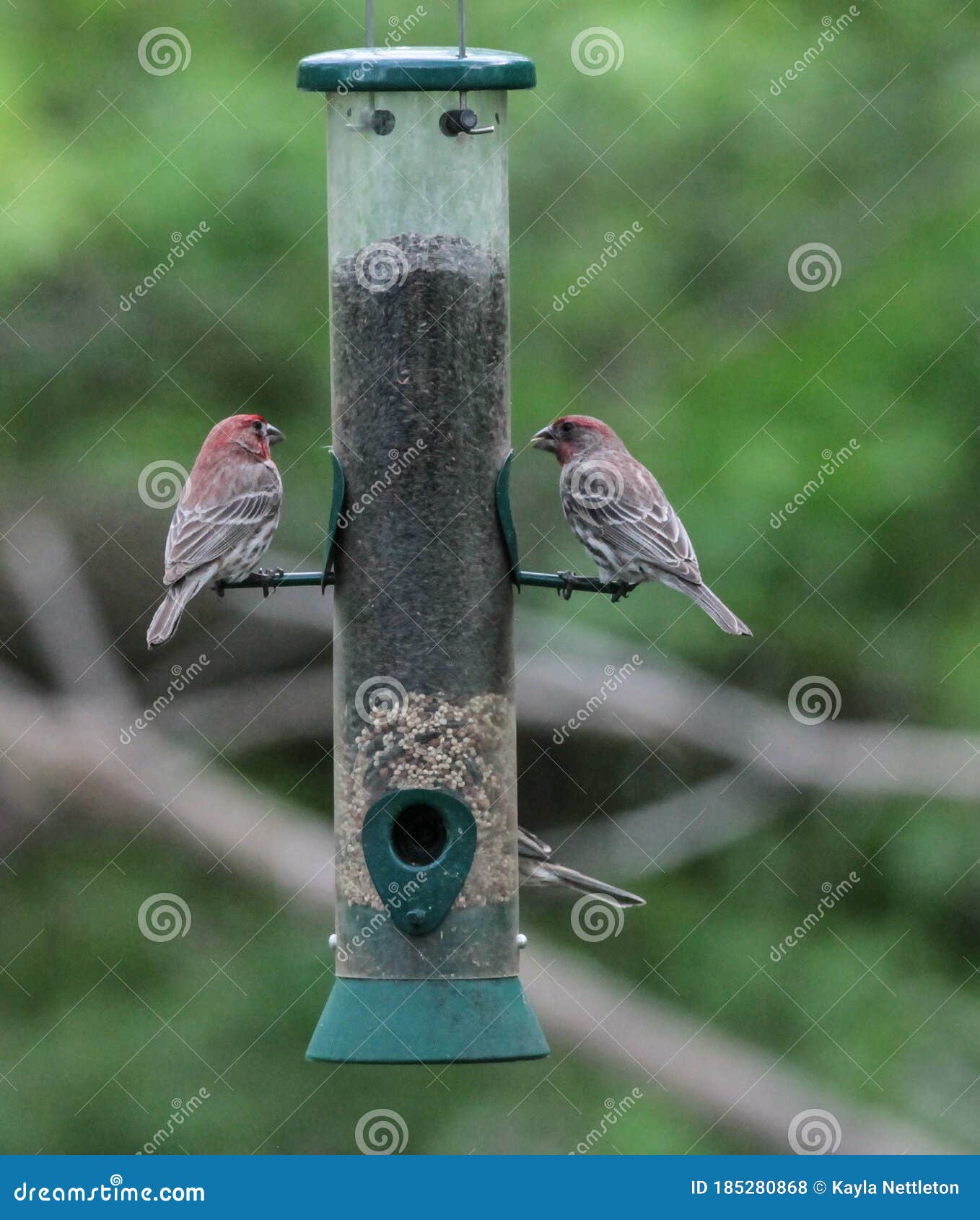 Two Red Finches on Bird Feeder Stock Photo - Image of colorful, finches ...