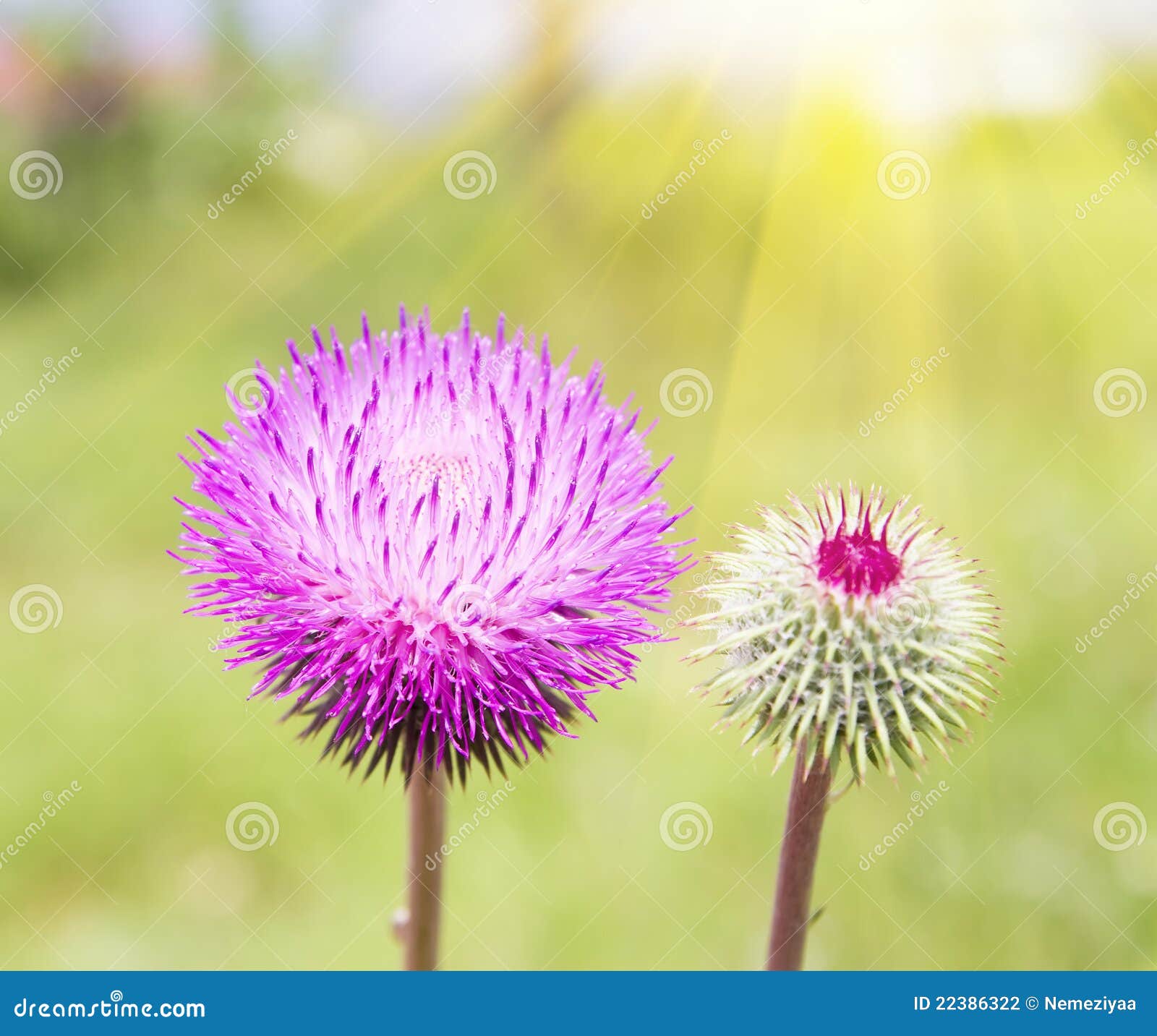 Two Red Flower on Summer Meadow. Stock Photo - Image of beauty ...