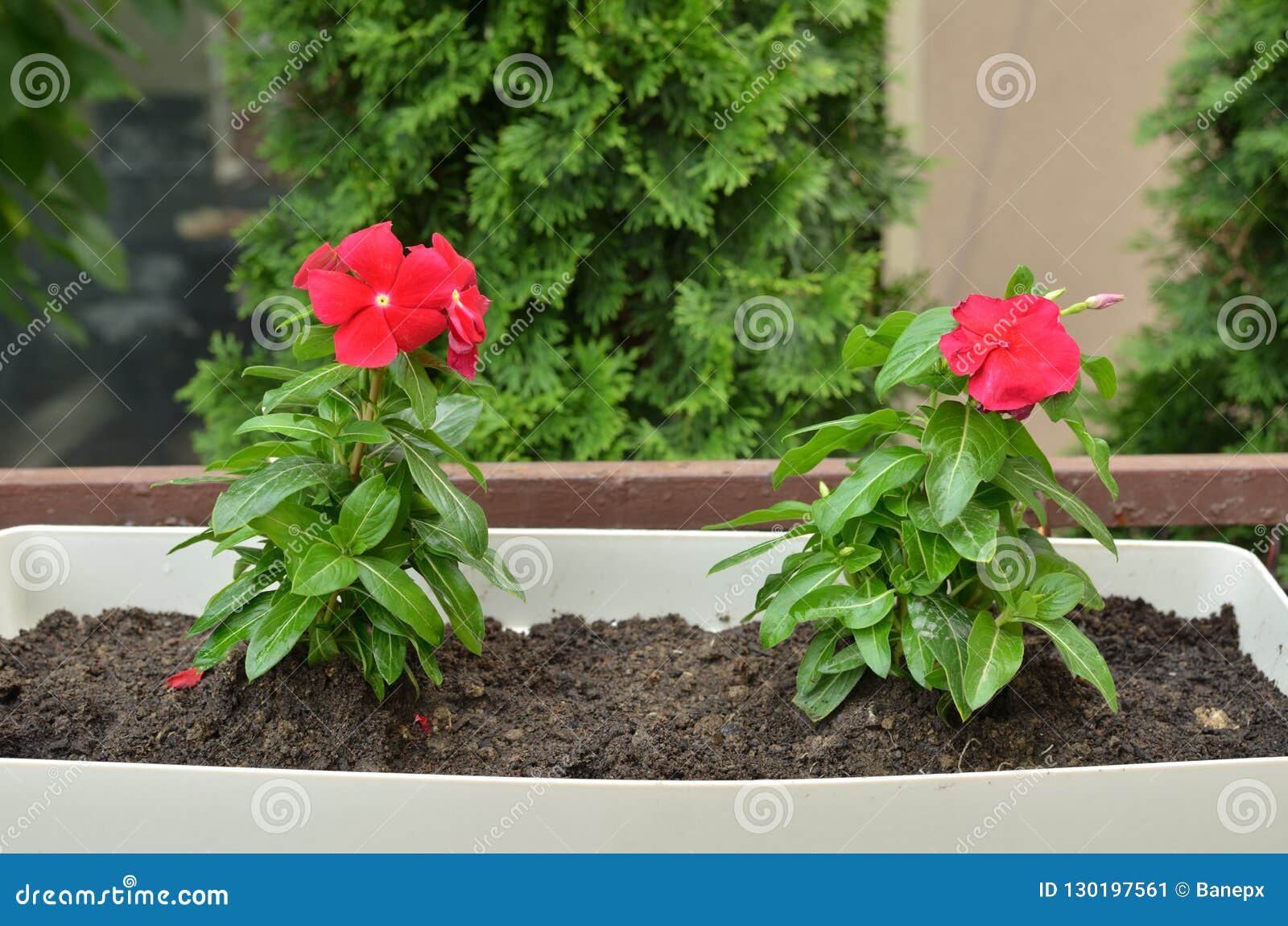 Two red flowers stock image. Image of green, decoration - 130197561