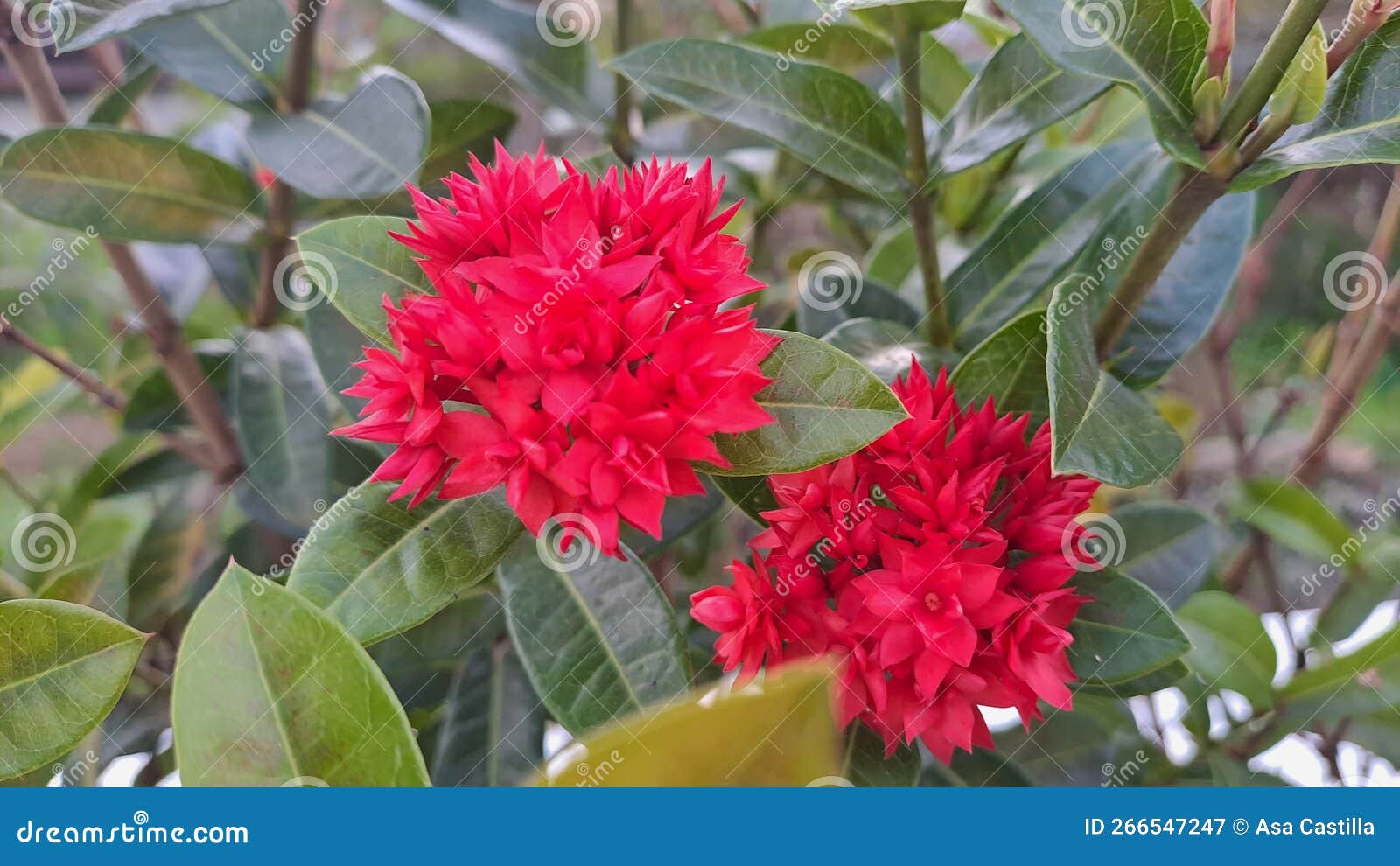 Red Flower with Small Shape Using Macro Angle Stock Image - Image of ...