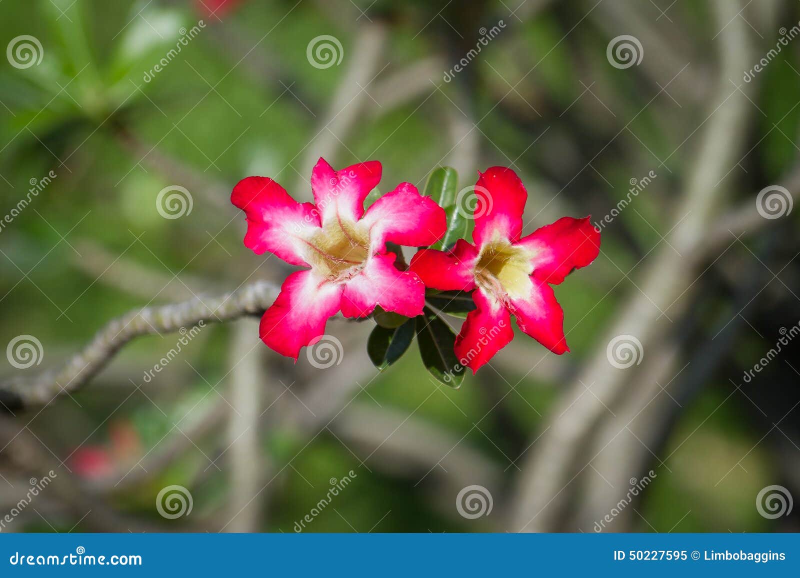Two red flowers stock image. Image of beauty, leaf, wildflower - 50227595